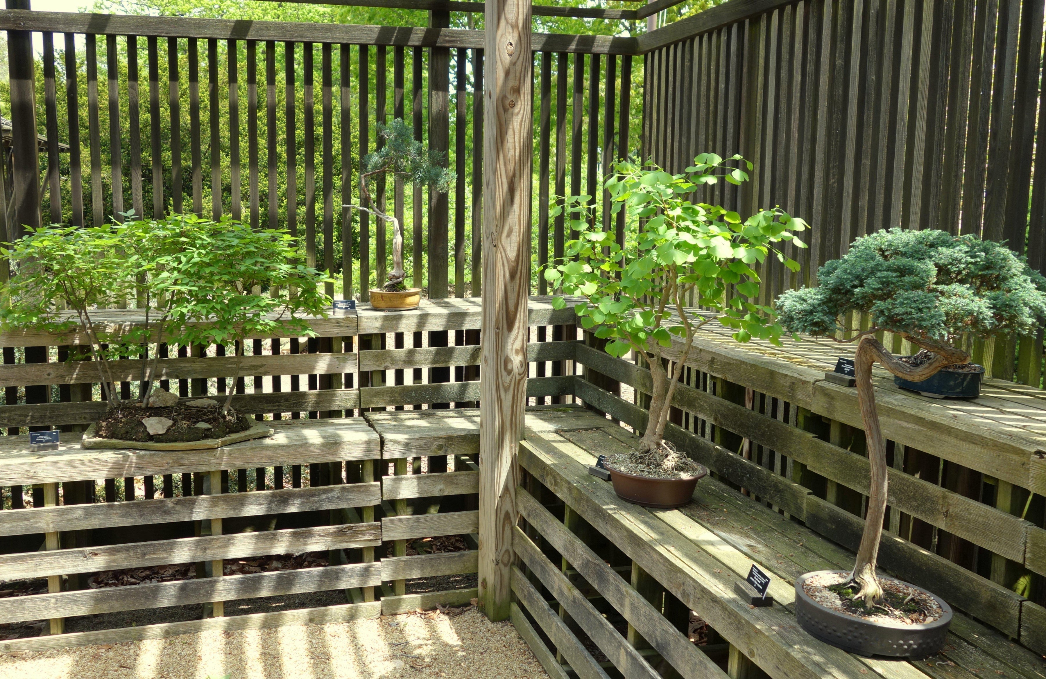 Building A Bonsai Bench