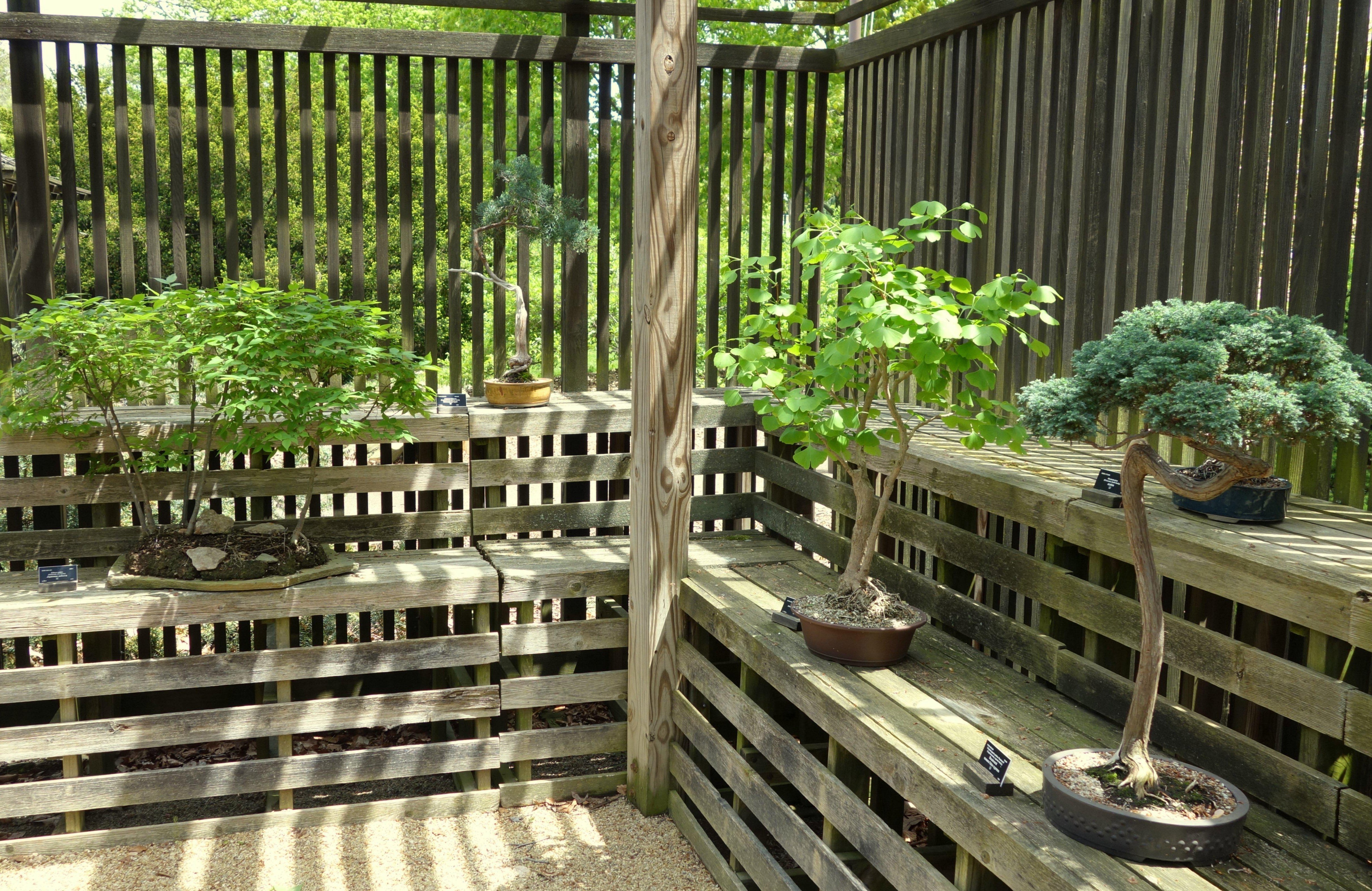 Building A Bonsai Bench