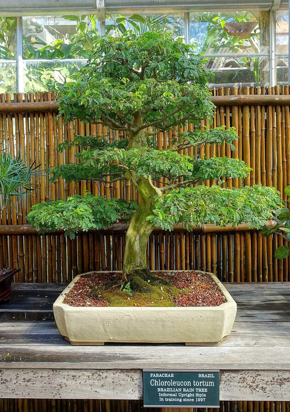 How To Care For Your Brazilian Rain Tree Bonsai Tree