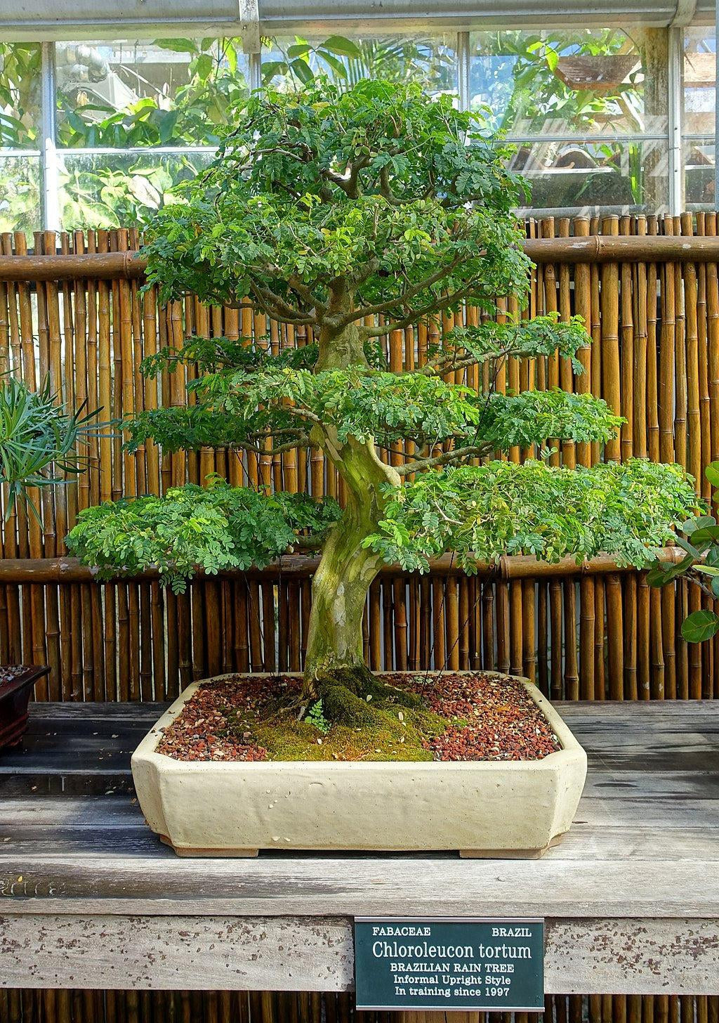 Golden Chain Tree Bonsai