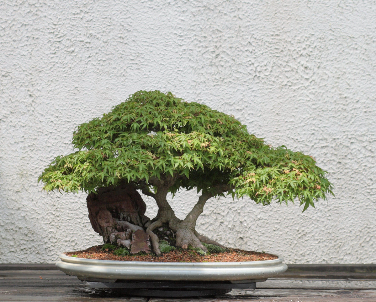 How To Care For Your Japanese Maple Bonsai Tree
