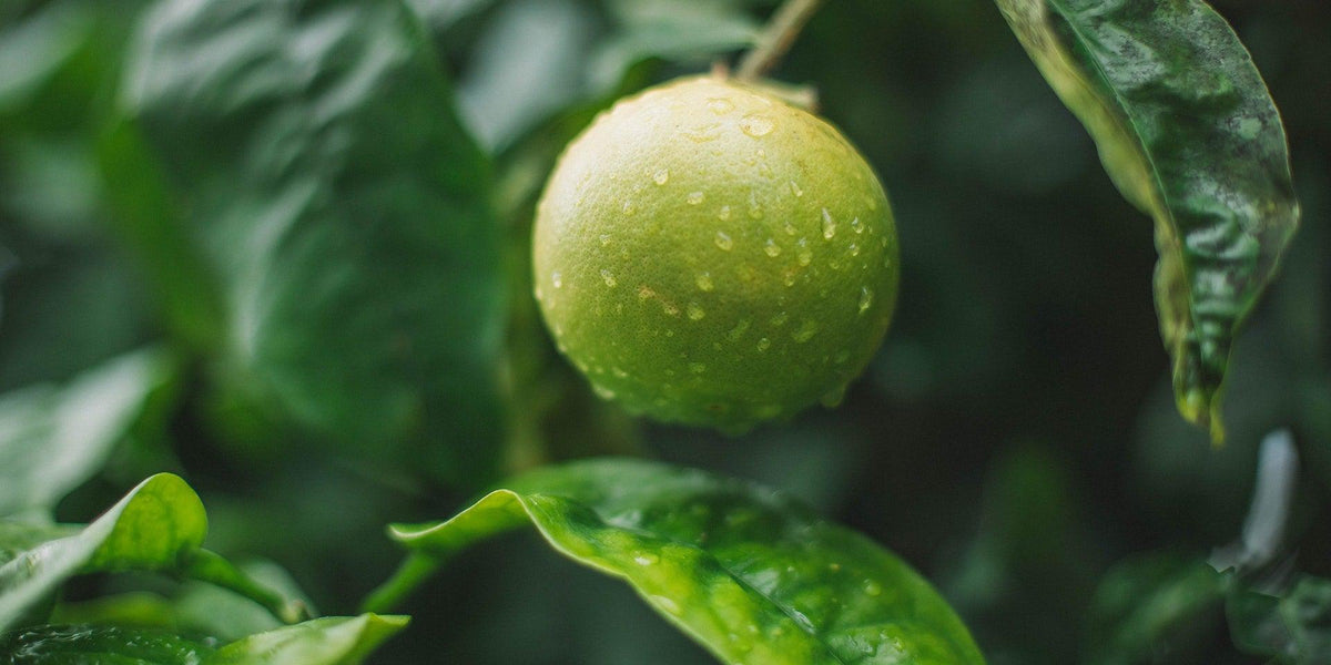 How To Care For Your Key Lime Bonsai Tree