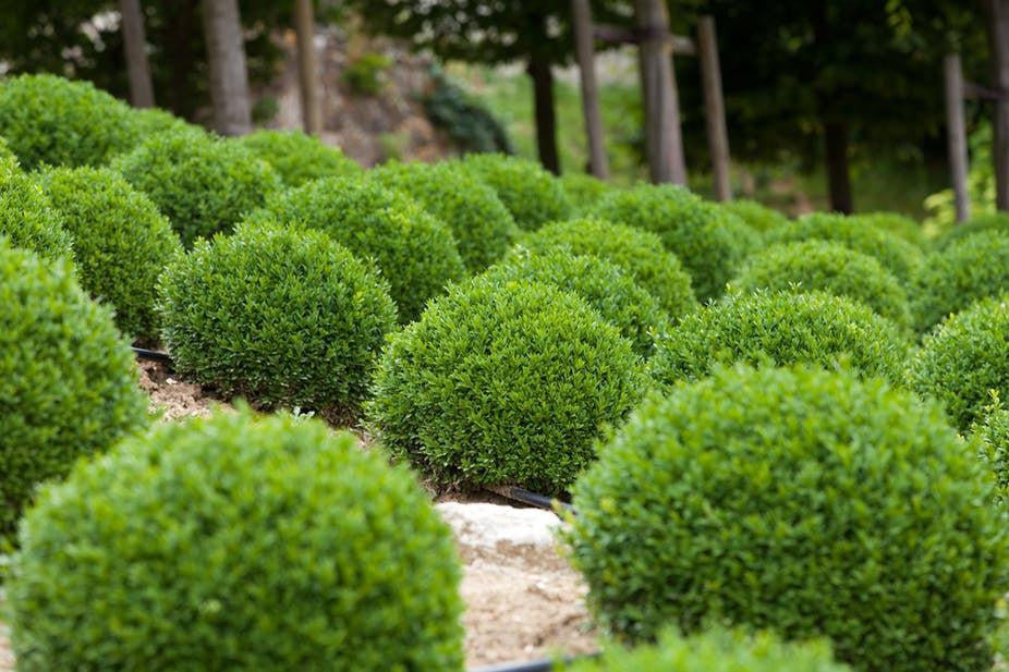 How To Care For Your Tropical Boxwood Bonsai Tree