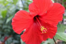 How To Take Care Of Your Hibiscus Bonsai Tree