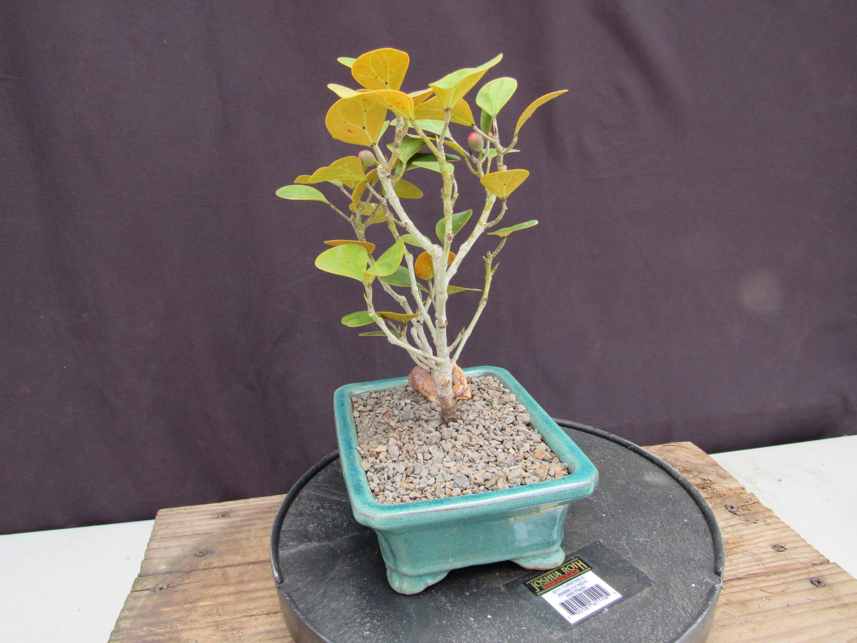 12" Bonsai Tree Turntable