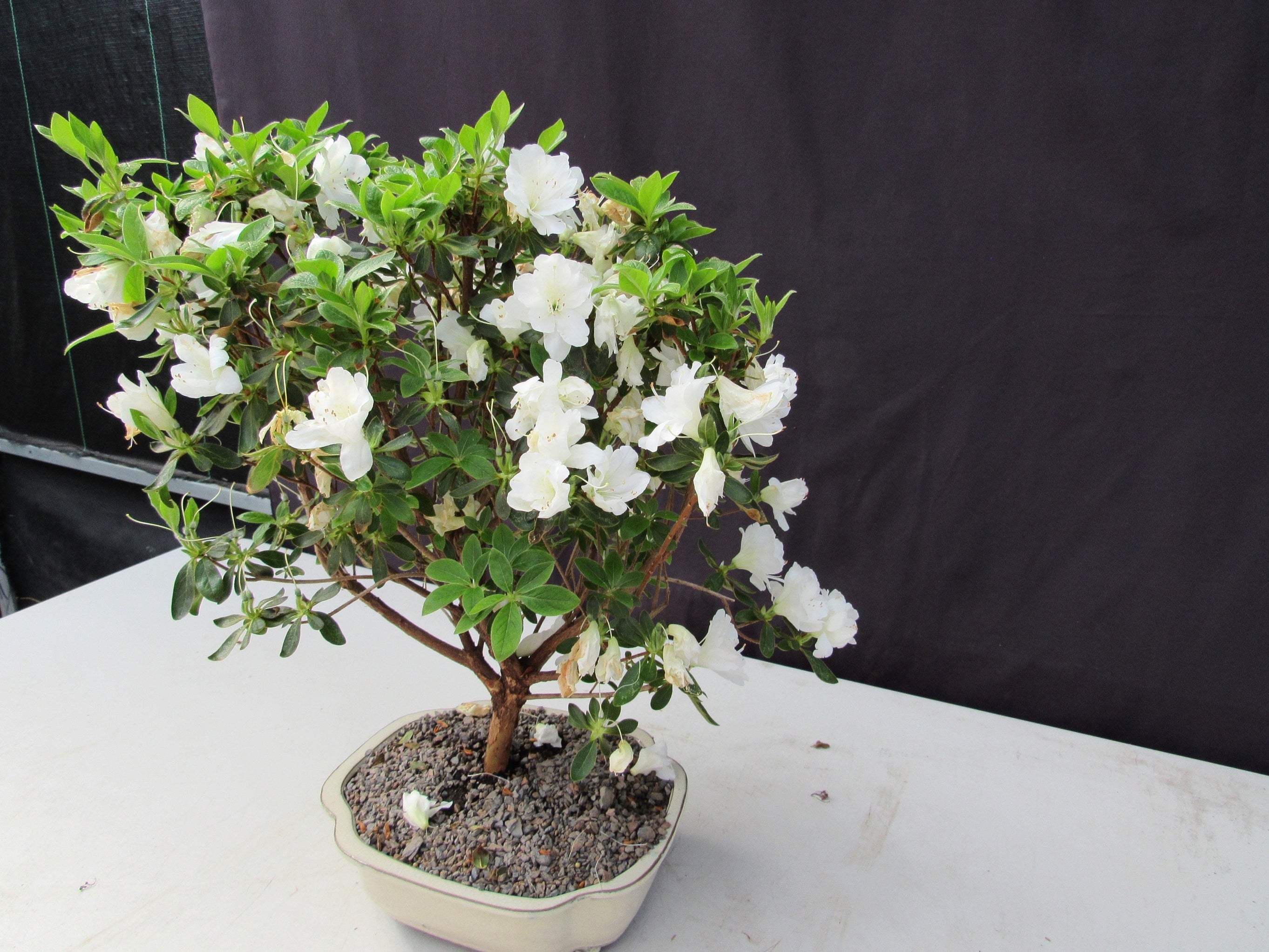 23 Year Old White Azalea Specimen Bonsai Tree