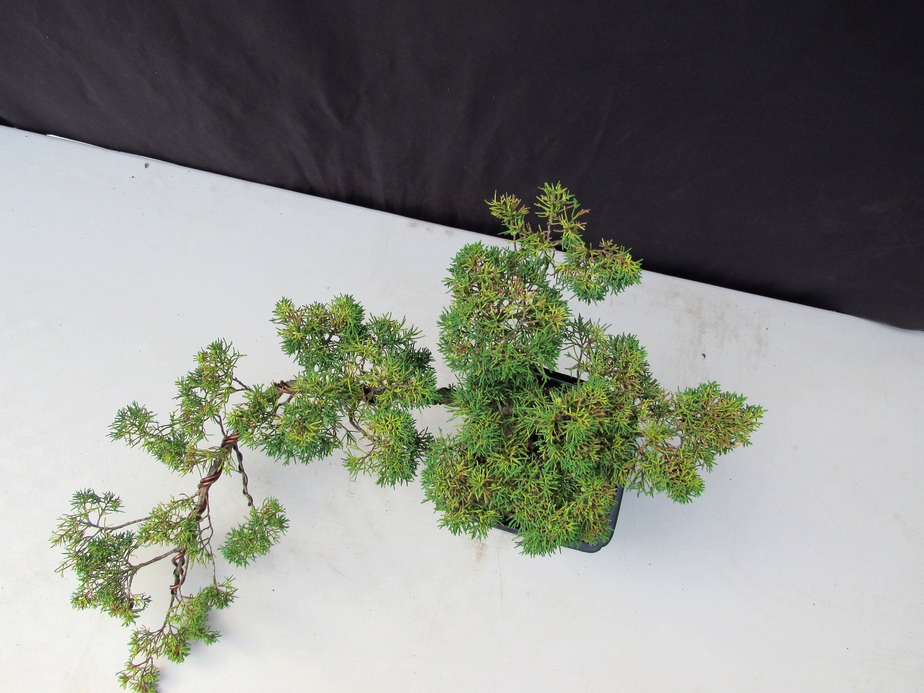 28 Year Old Golden Joy Shimpaku Chinese Juniper Specimen Cascade Bonsa