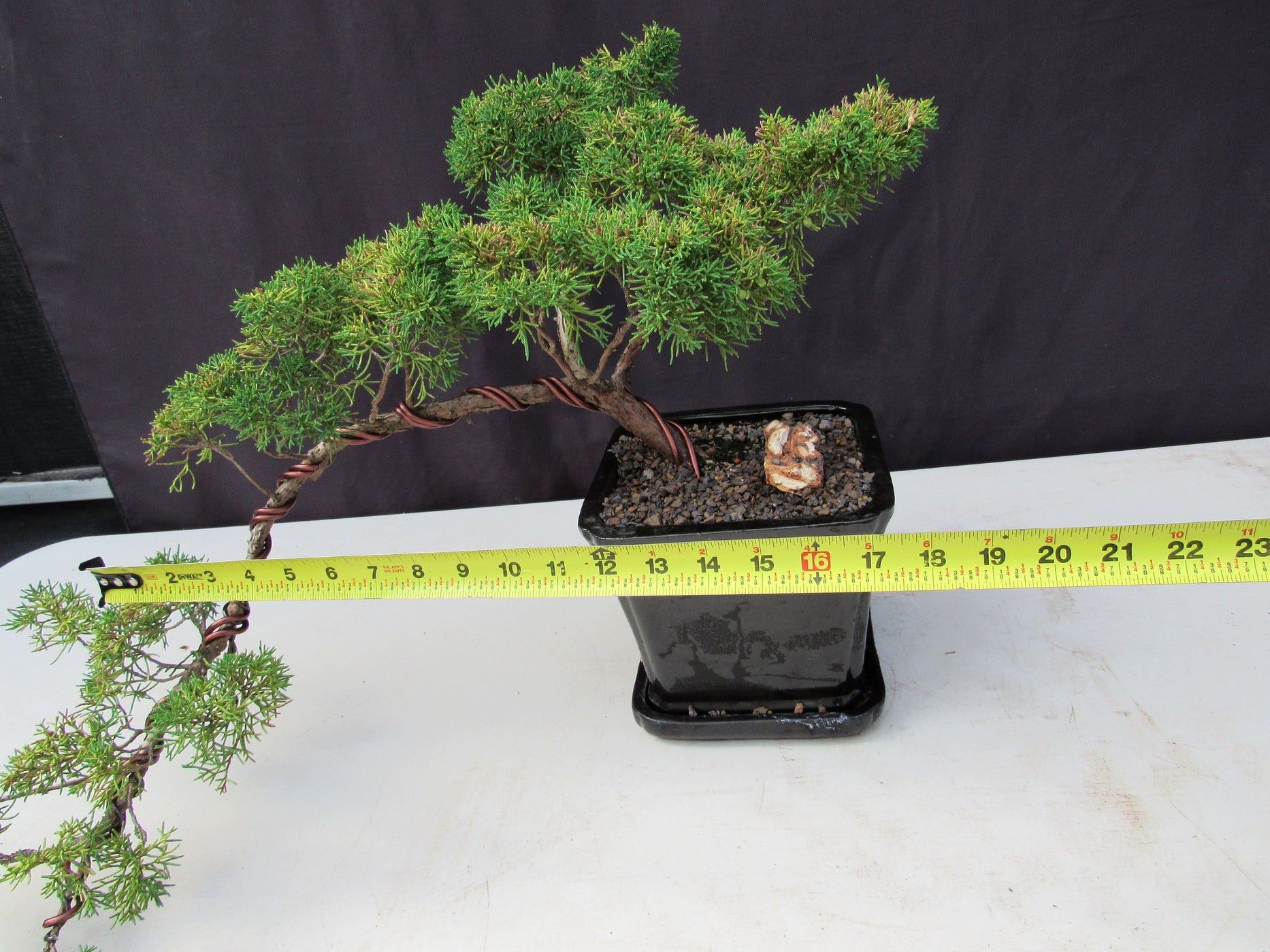 28 Year Old Golden Joy Shimpaku Chinese Juniper Specimen Cascade Bonsa