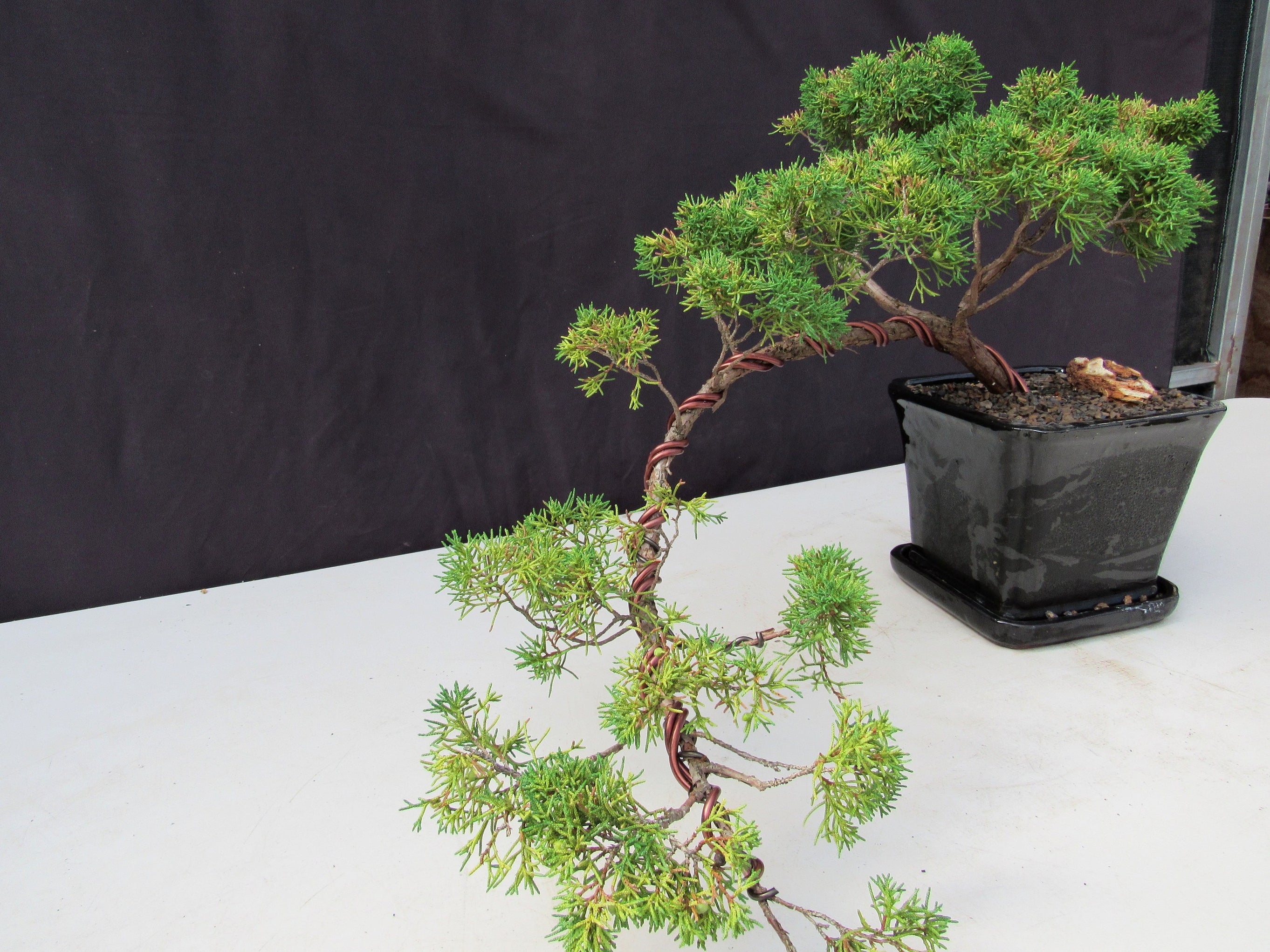 28 Year Old Golden Joy Shimpaku Chinese Juniper Specimen Cascade Bonsa