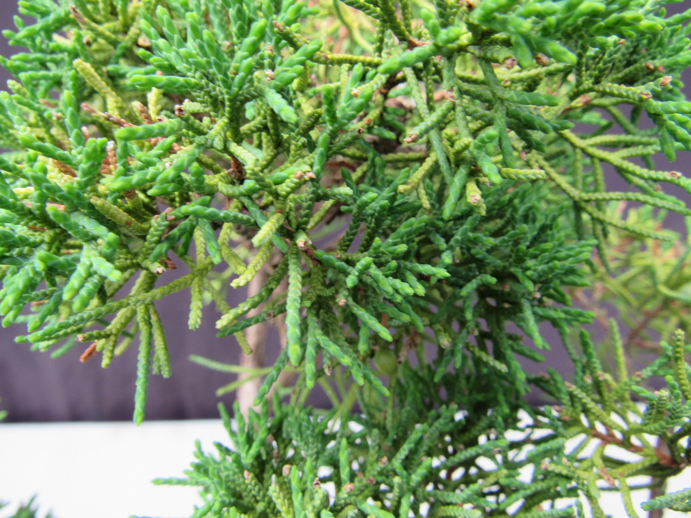 28 Year Old Golden Joy Shimpaku Chinese Juniper Specimen Cascade Bonsa