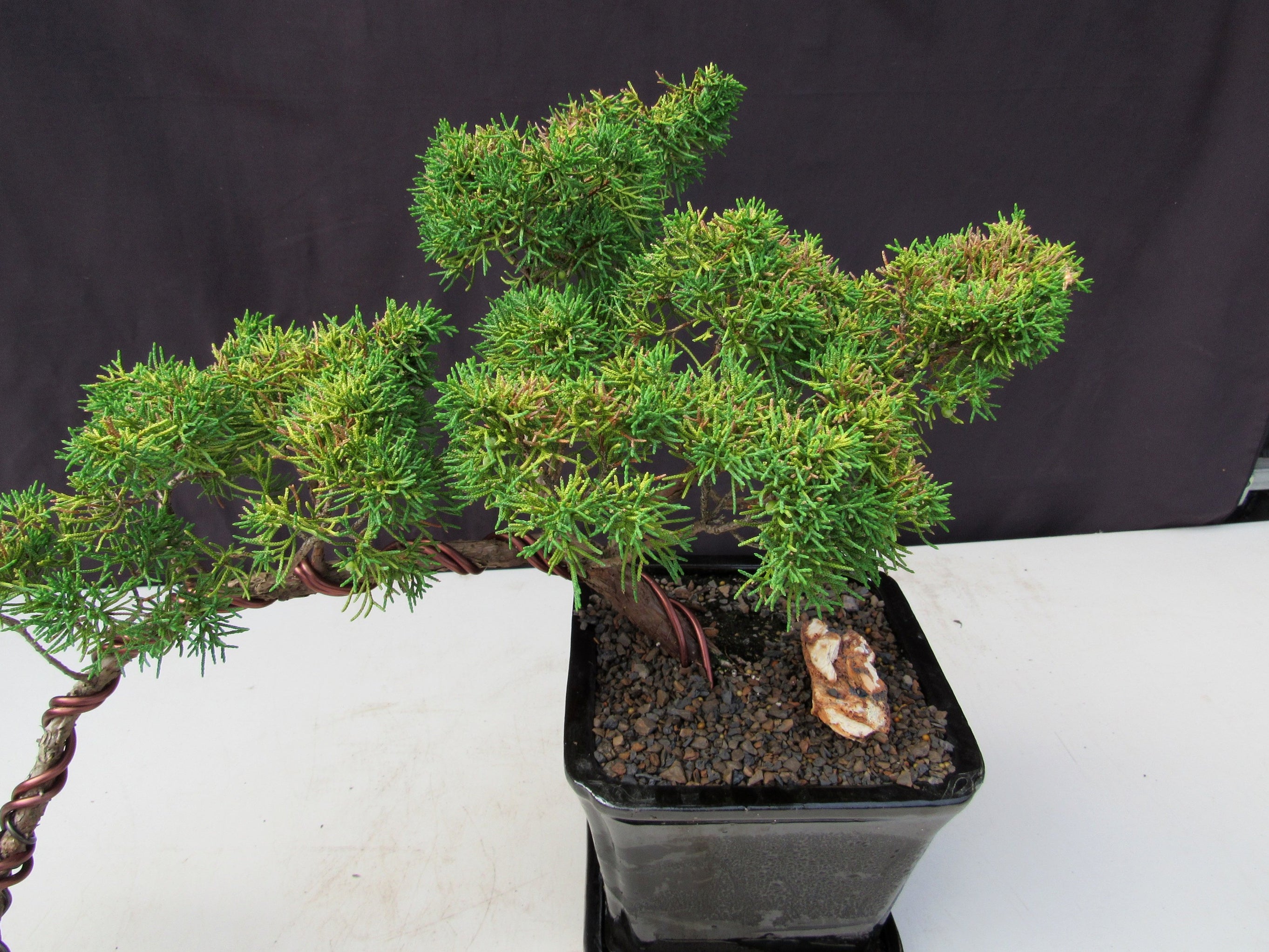 28 Year Old Golden Joy Shimpaku Chinese Juniper Specimen Cascade Bonsa