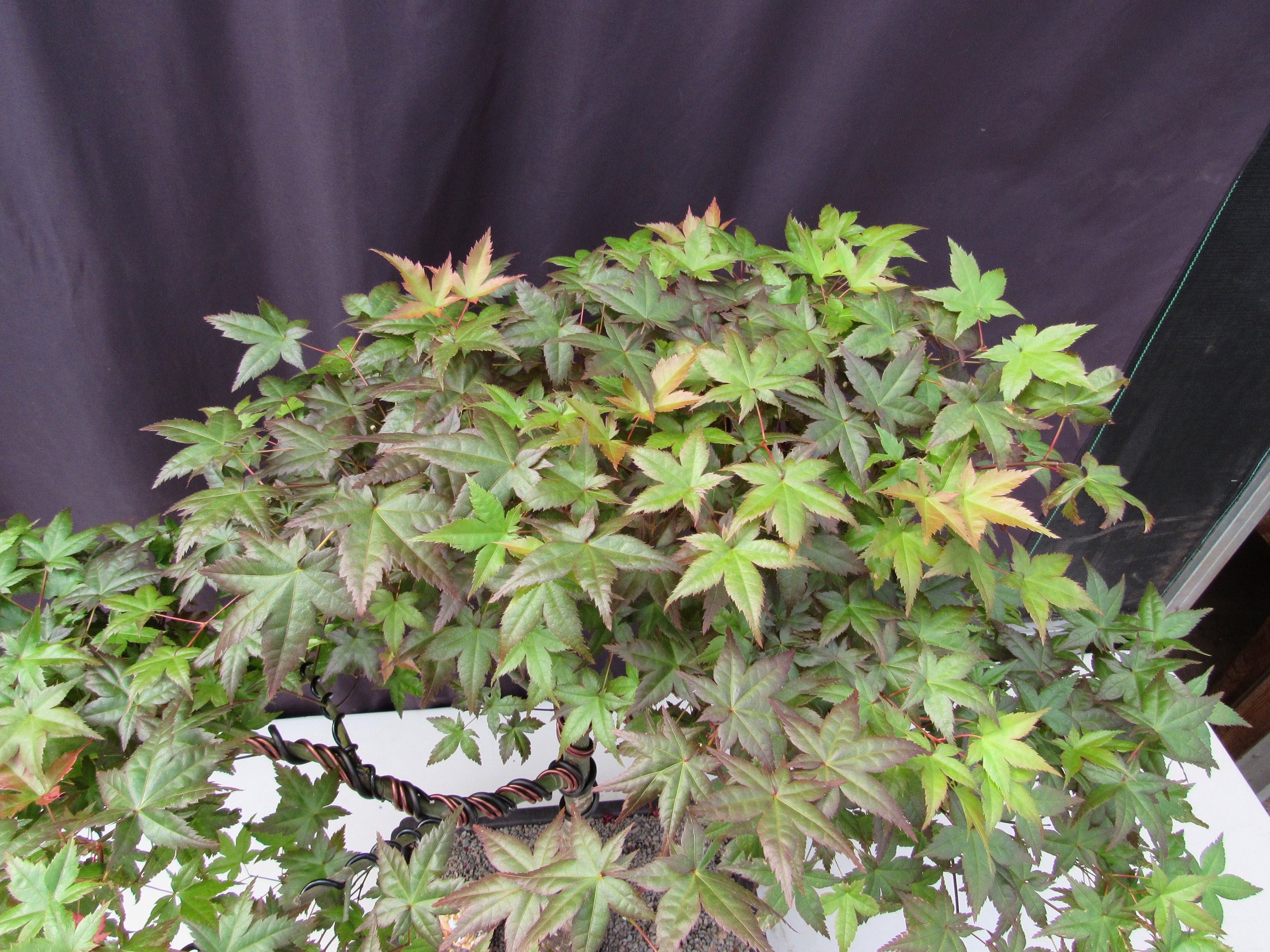 34 Year Old Shindeshojo Japanese Maple Specimen Bonsai Tree