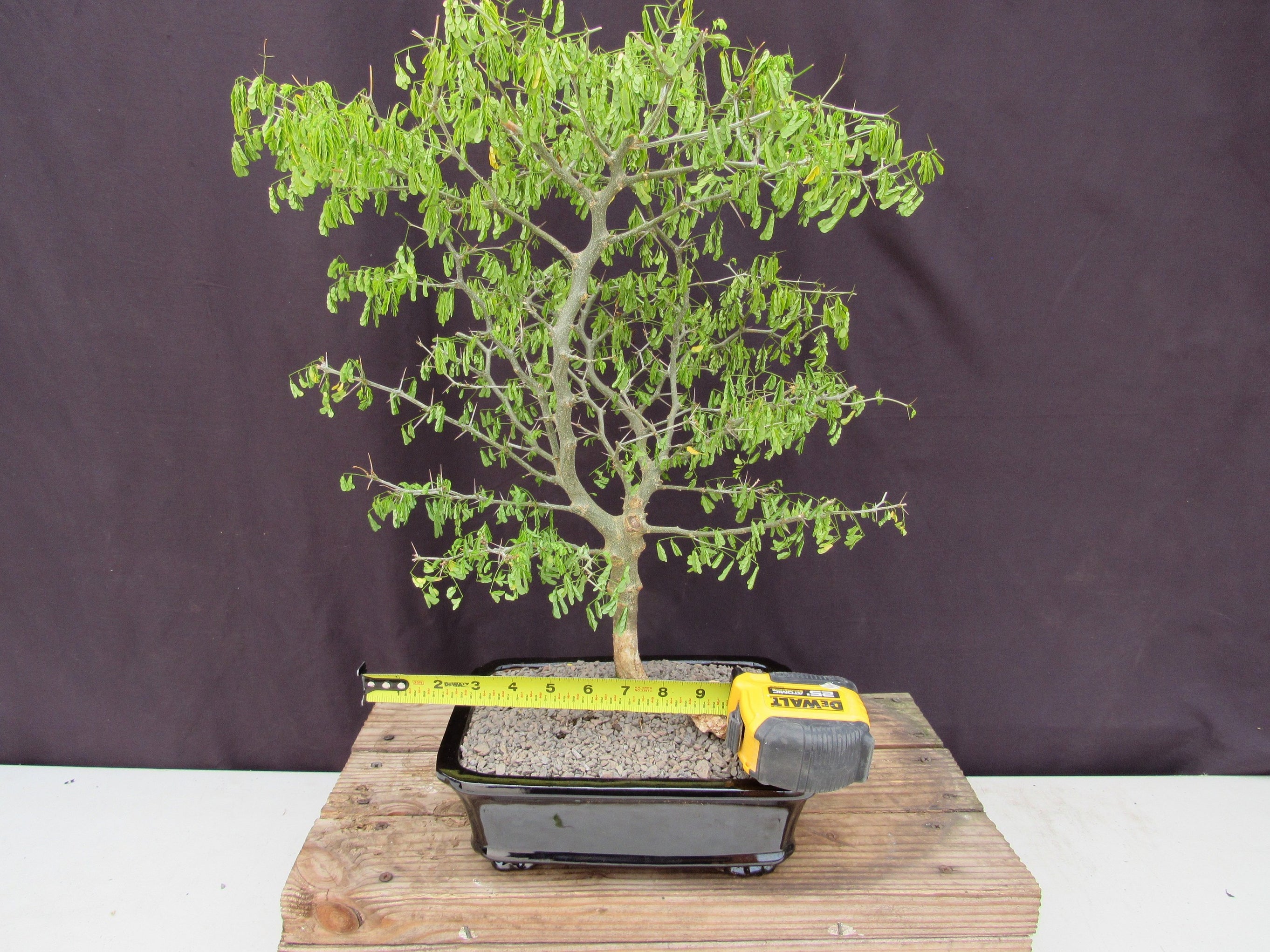 35 Year Old Flowering Brazilian Raintree Specimen Bonsai Tree