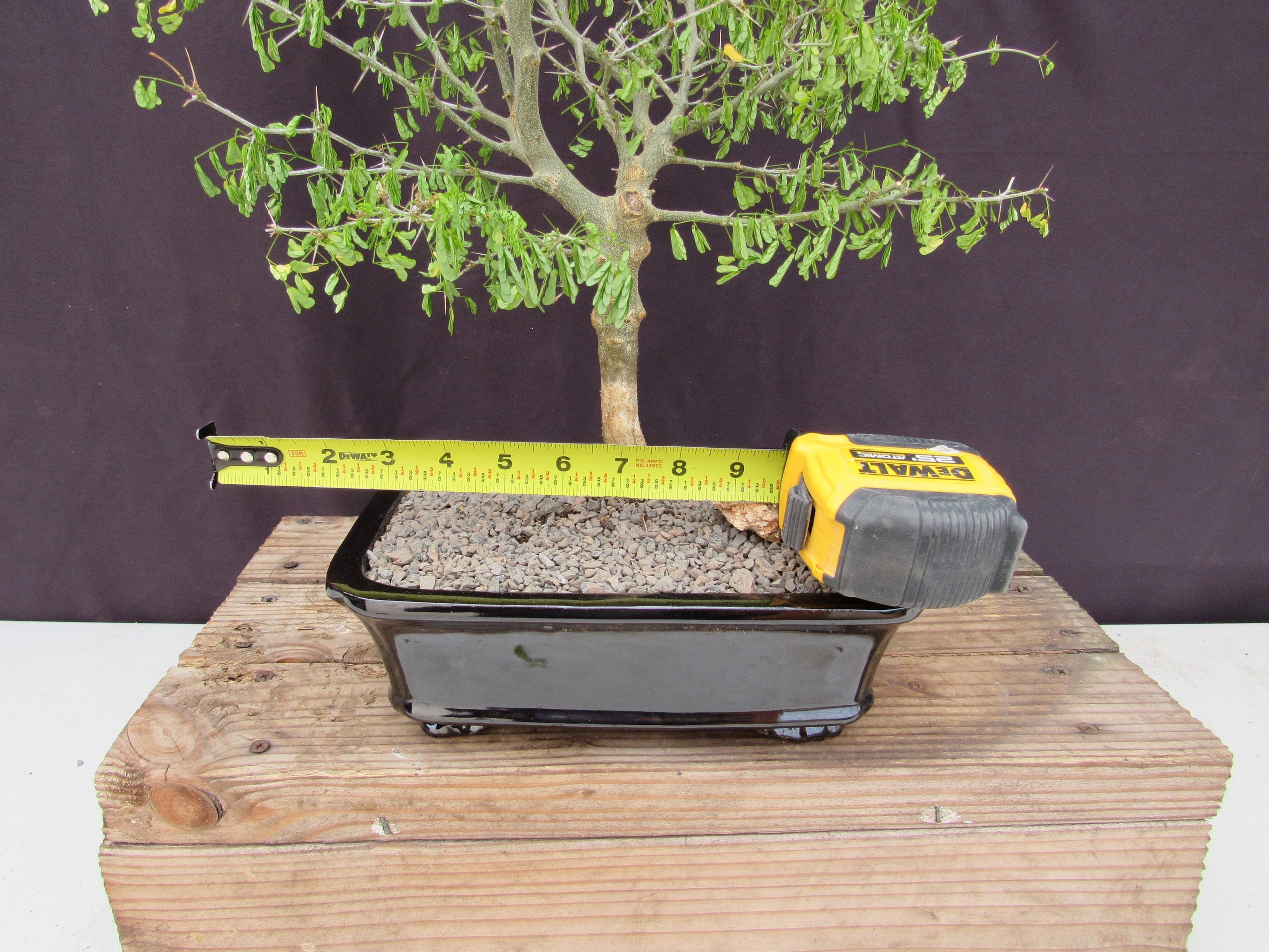 35 Year Old Flowering Brazilian Raintree Specimen Bonsai Tree