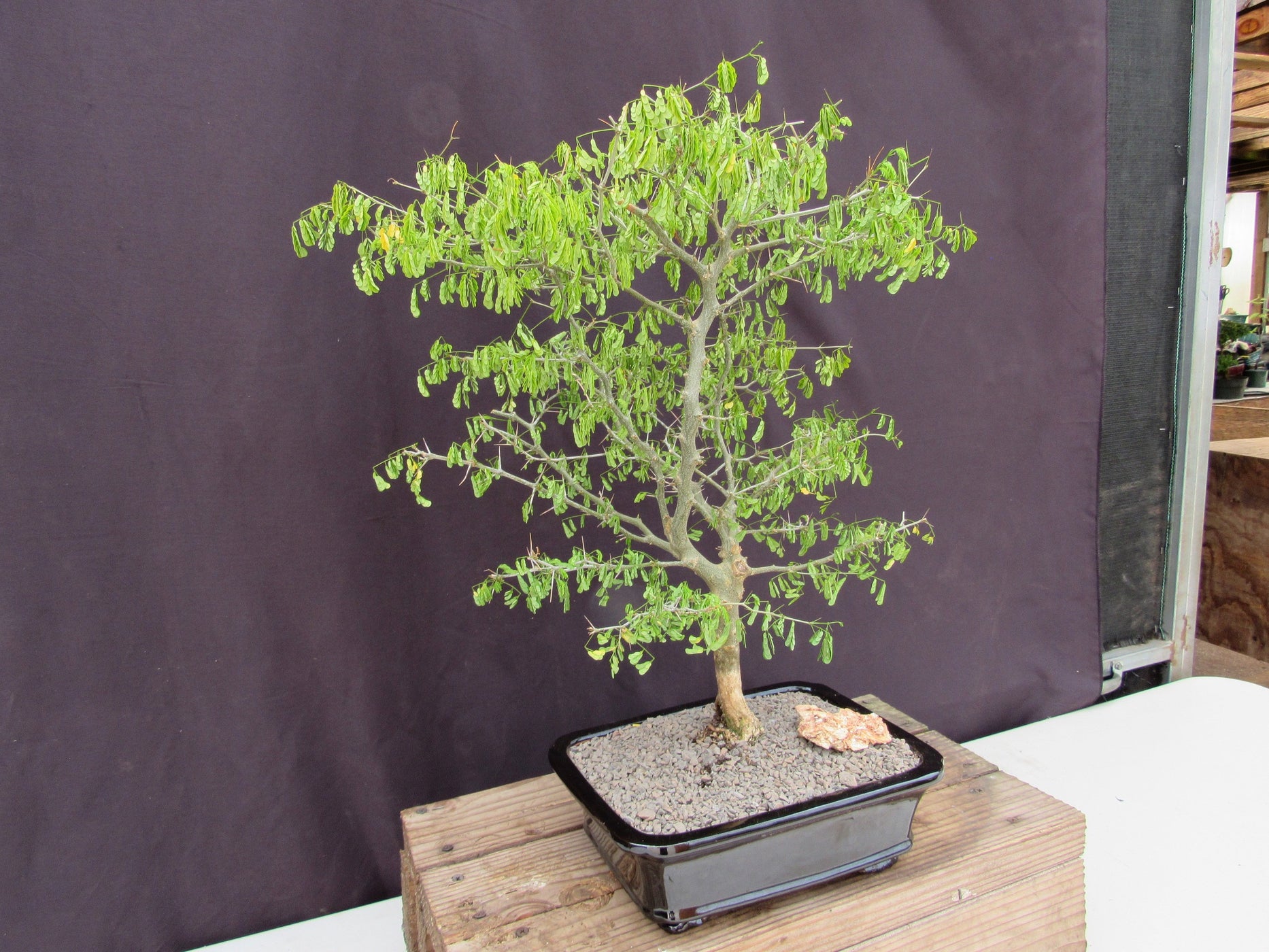 35 Year Old Flowering Brazilian Raintree Specimen Bonsai Tree