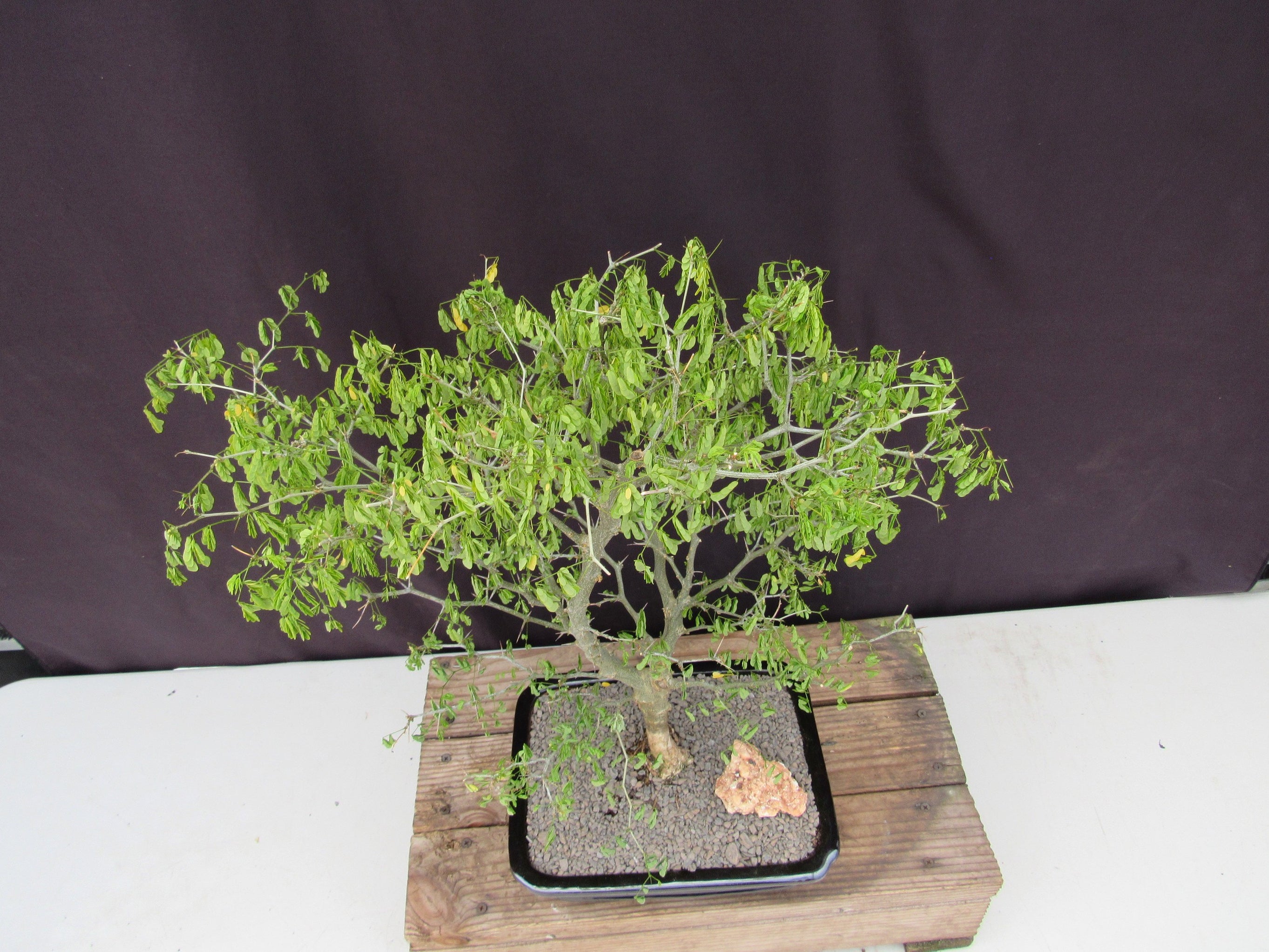 35 Year Old Flowering Brazilian Raintree Specimen Bonsai Tree