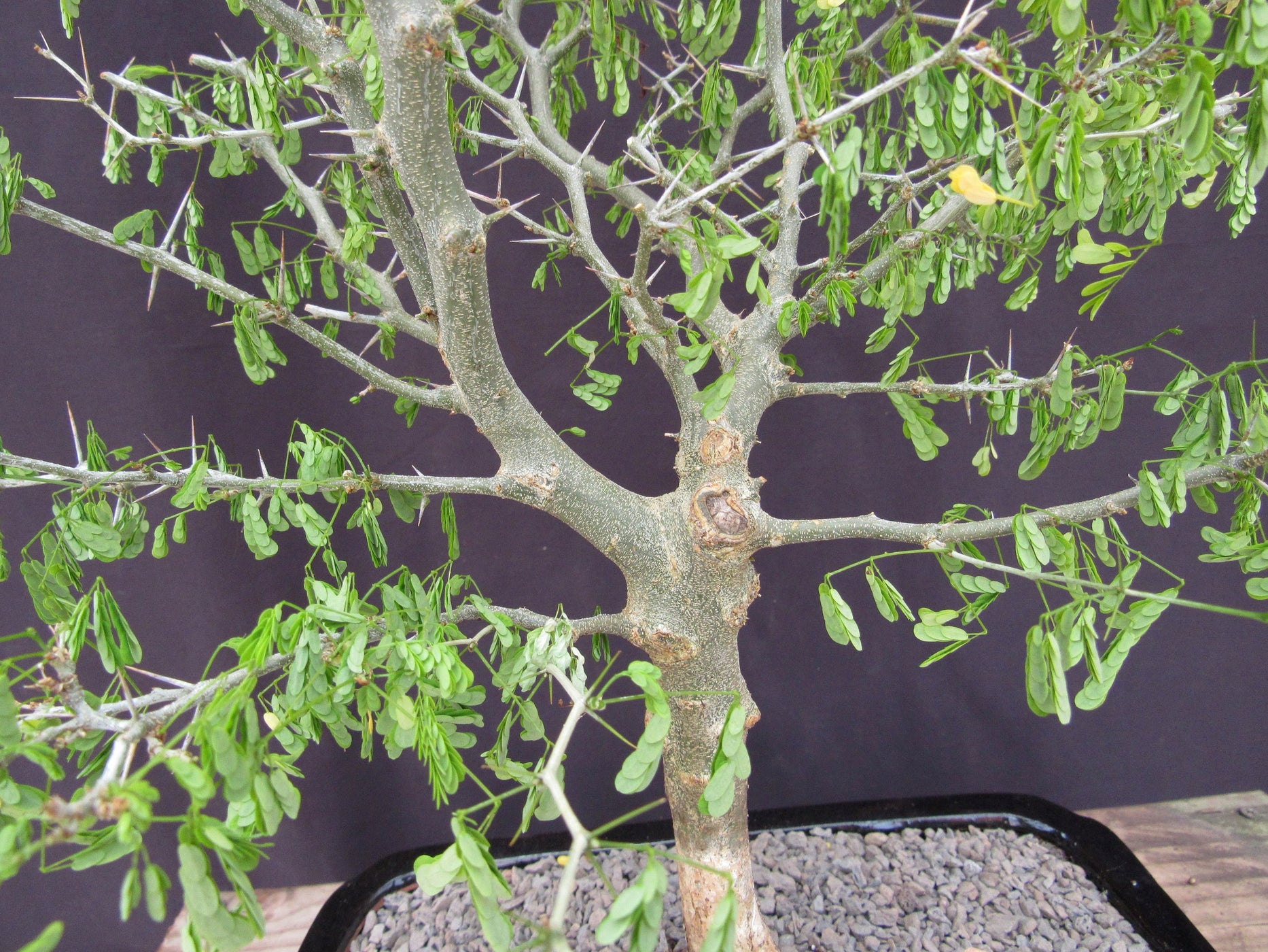 35 Year Old Flowering Brazilian Raintree Specimen Bonsai Tree