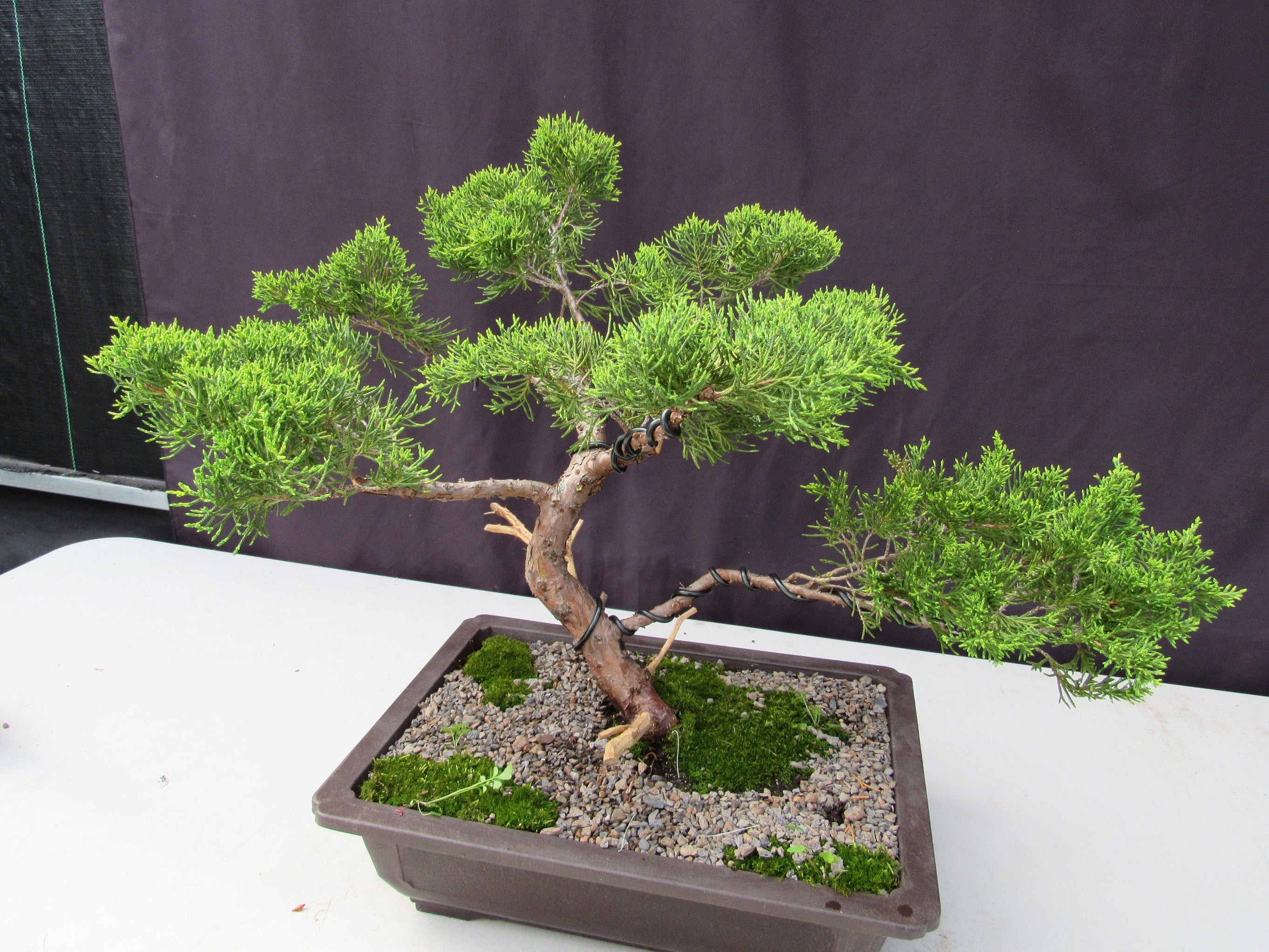 35 Year Old Golden Joy Shimpaku Chinese Juniper Specimen Bonsai Tree I
