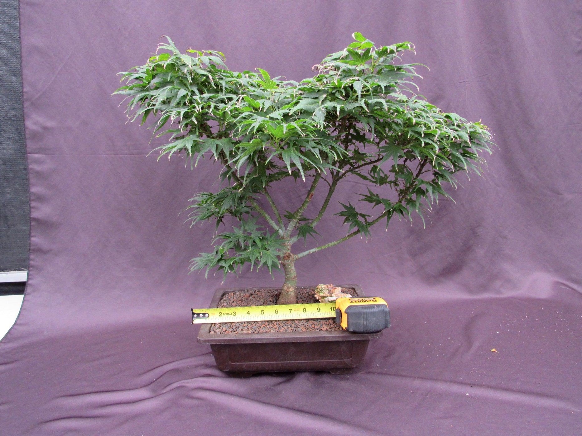 35 Year Old Mikawa Yatsubusa Japanese Maple Specimen Bonsai Tree