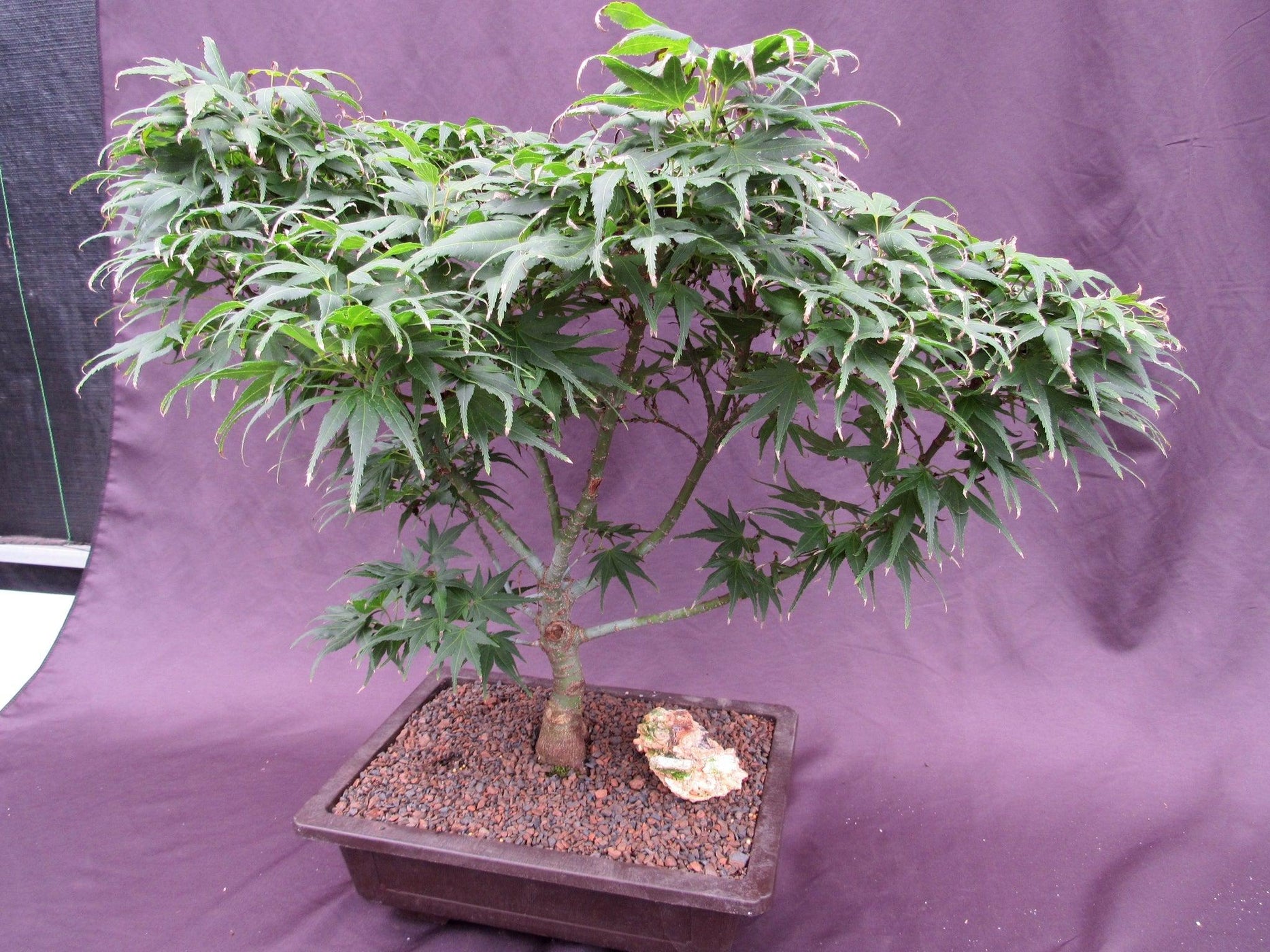 35 Year Old Mikawa Yatsubusa Japanese Maple Specimen Bonsai Tree