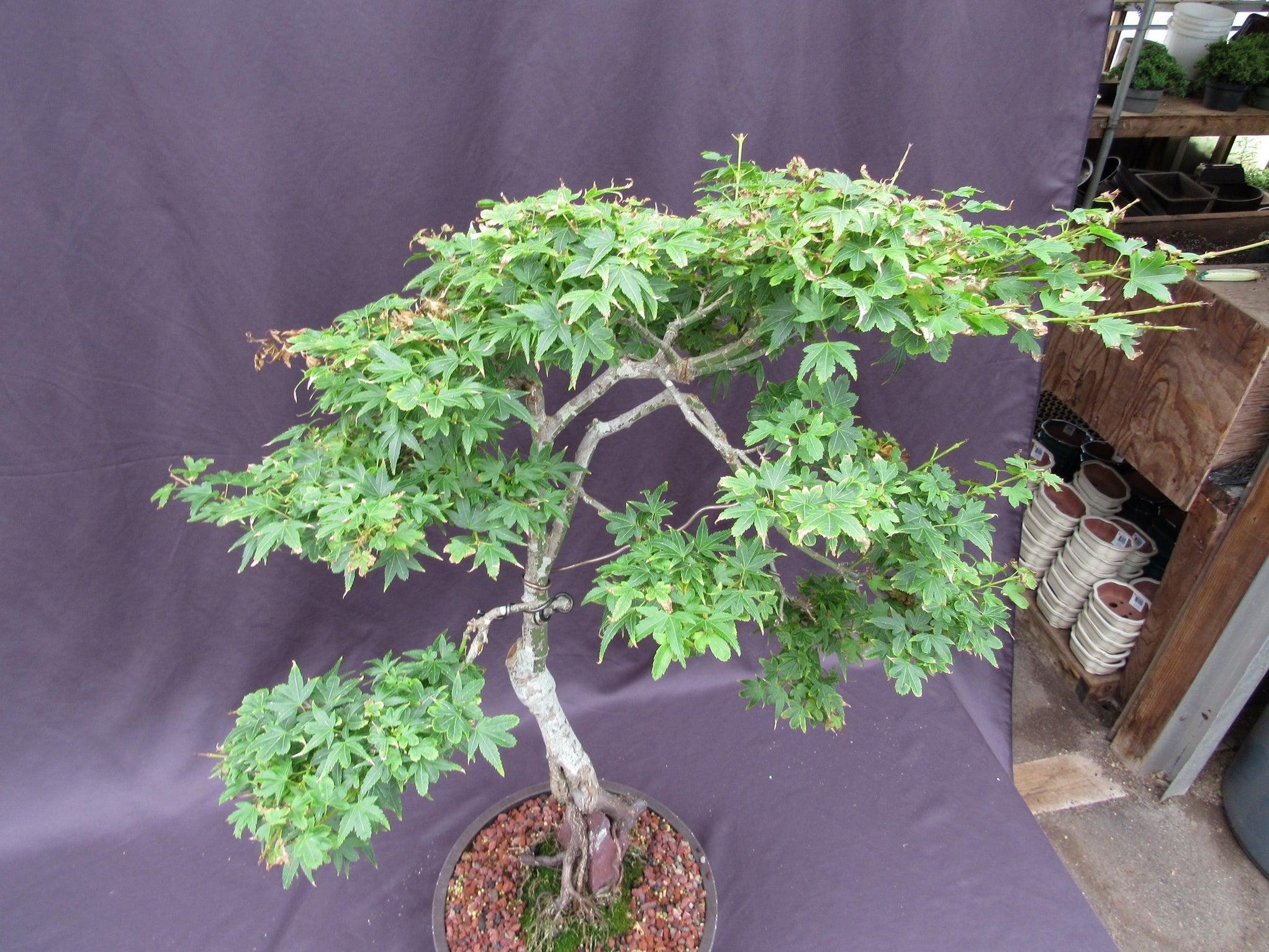 36 Year Old Beni Hime Dwarf Japanese Maple Root Over Rock Specimen Bon