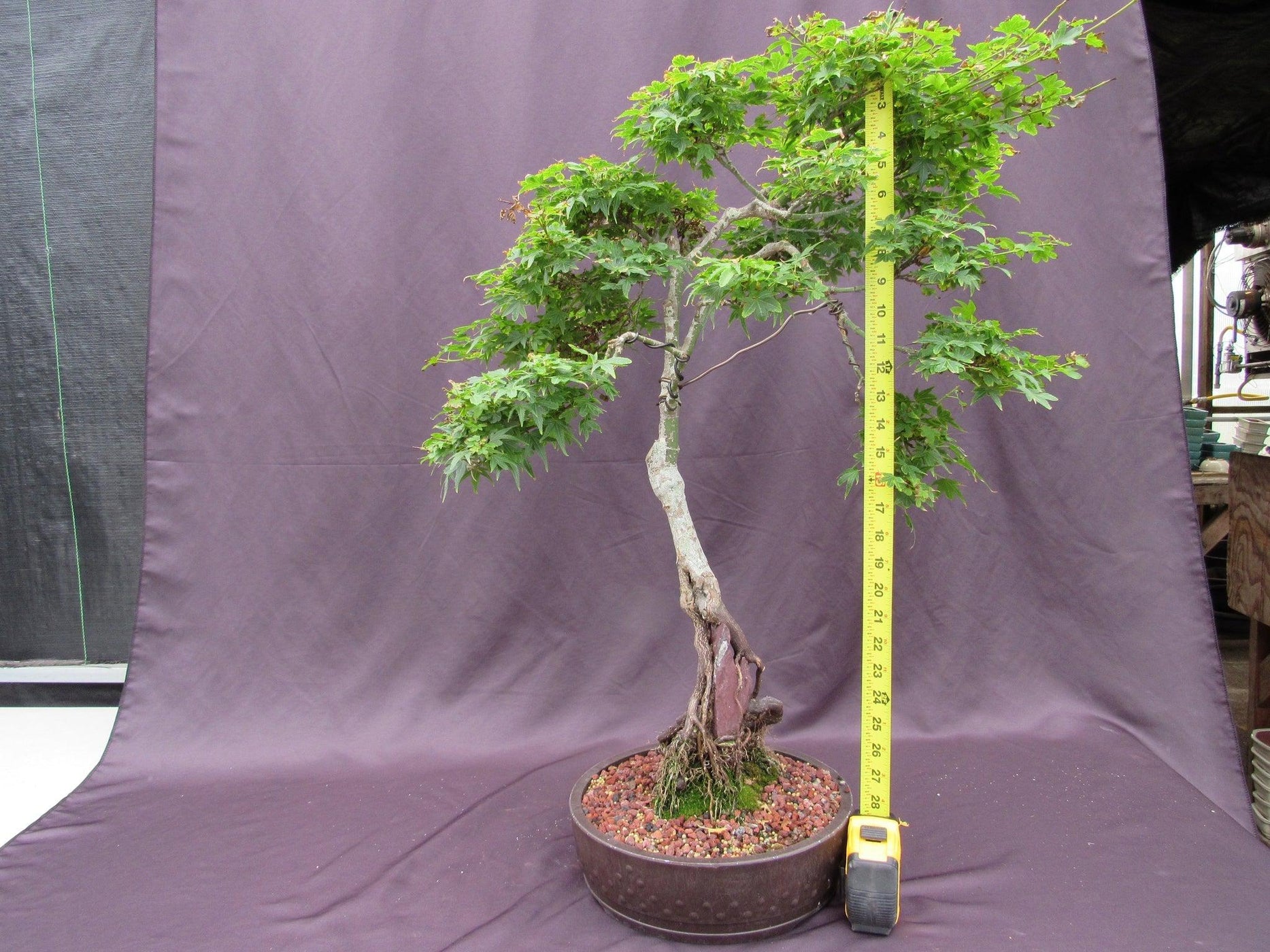 36 Year Old Beni Hime Dwarf Japanese Maple Root Over Rock Specimen Bon