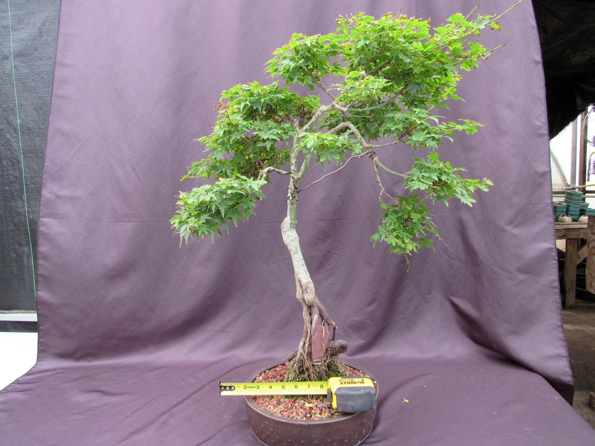36 Year Old Beni Hime Dwarf Japanese Maple Root Over Rock Specimen Bon