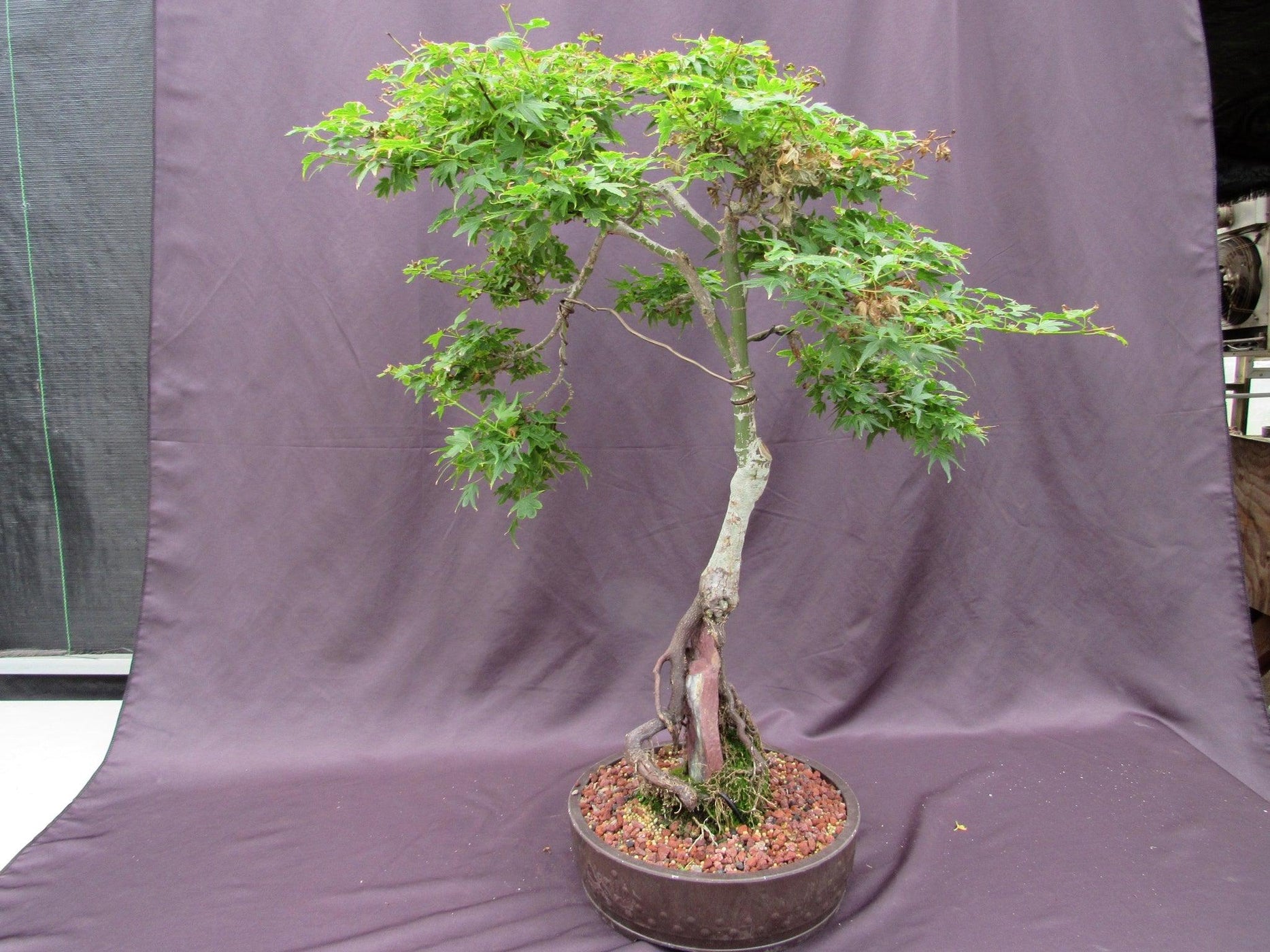 36 Year Old Beni Hime Dwarf Japanese Maple Root Over Rock Specimen Bon