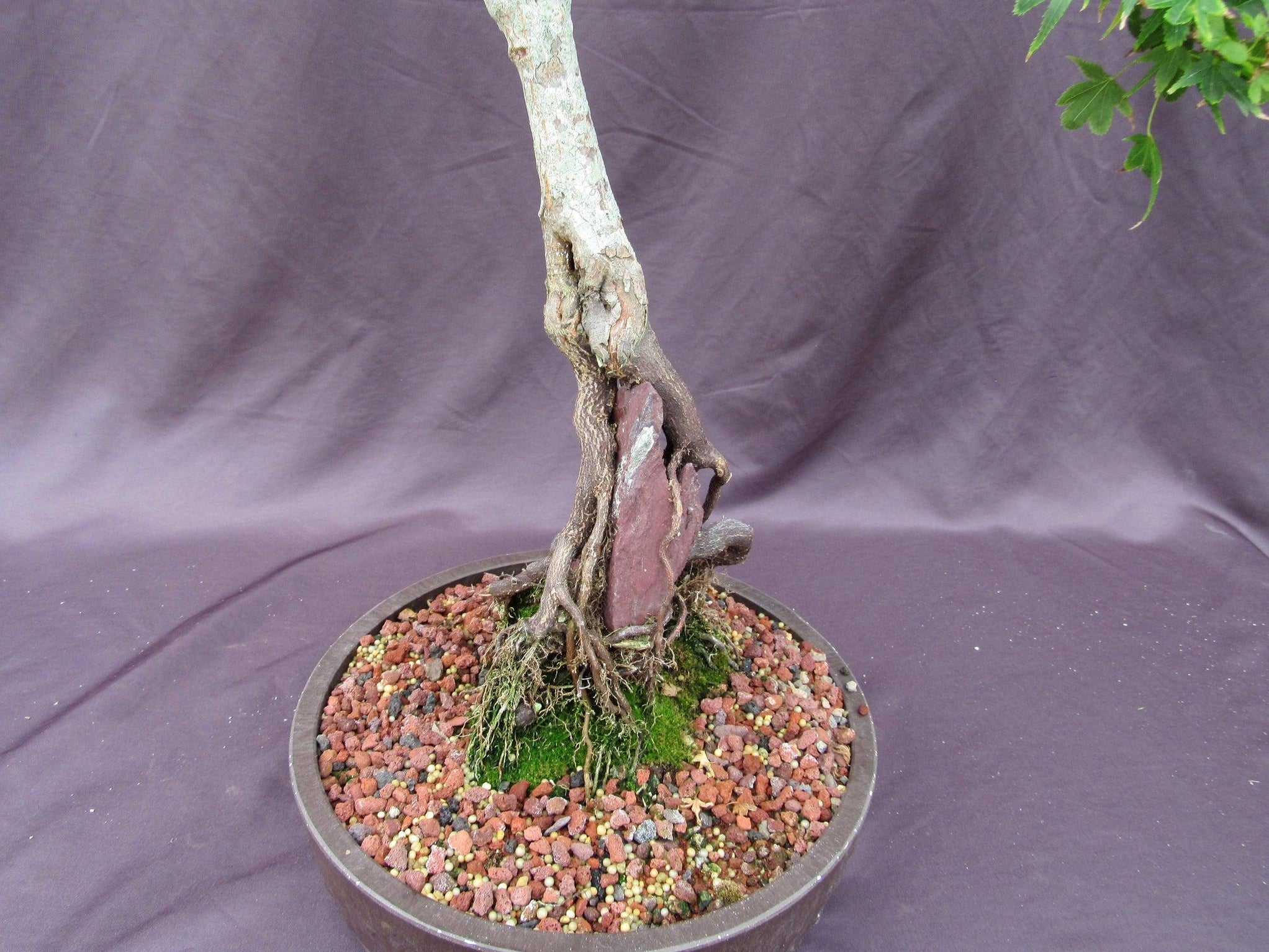 36 Year Old Beni Hime Dwarf Japanese Maple Root Over Rock Specimen Bon
