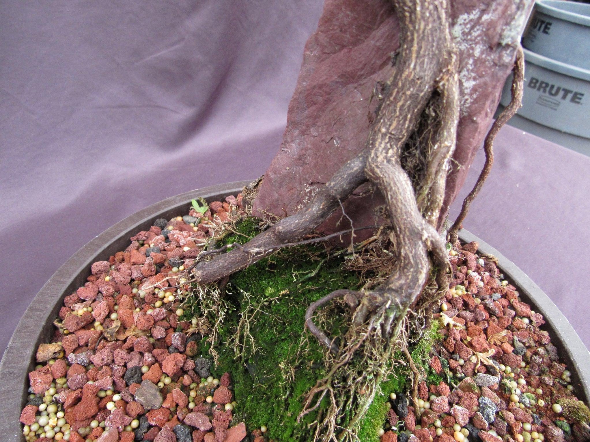 36 Year Old Beni Hime Dwarf Japanese Maple Root Over Rock Specimen Bon