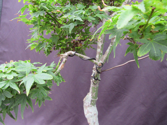 36 Year Old Beni Hime Dwarf Japanese Maple Root Over Rock Specimen Bon