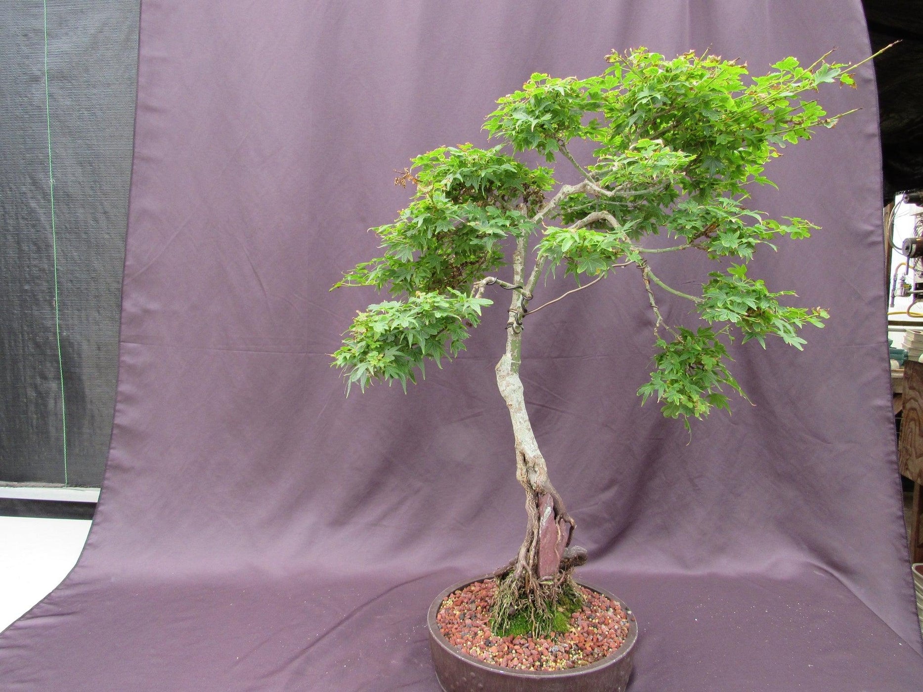 36 Year Old Beni Hime Dwarf Japanese Maple Root Over Rock Specimen Bon