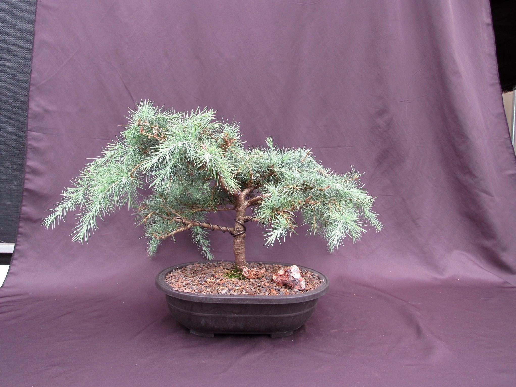 36 Year Old Himalayan Cedar Formal Upright Specimen Bonsai Tree