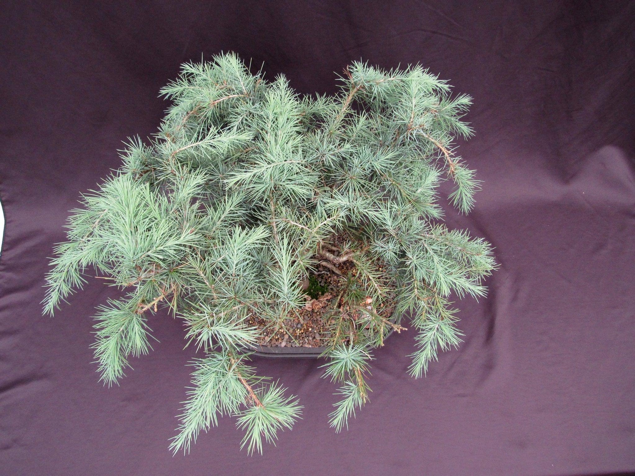36 Year Old Himalayan Cedar Formal Upright Specimen Bonsai Tree