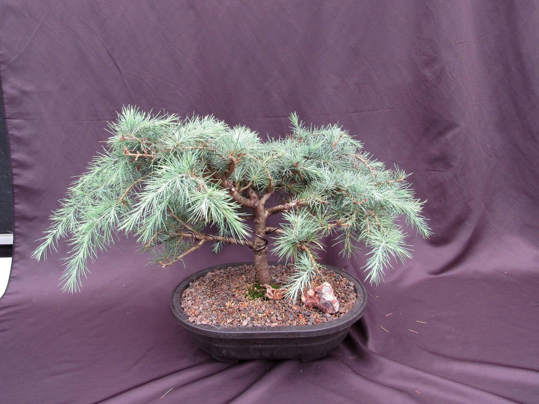 36 Year Old Himalayan Cedar Formal Upright Specimen Bonsai Tree