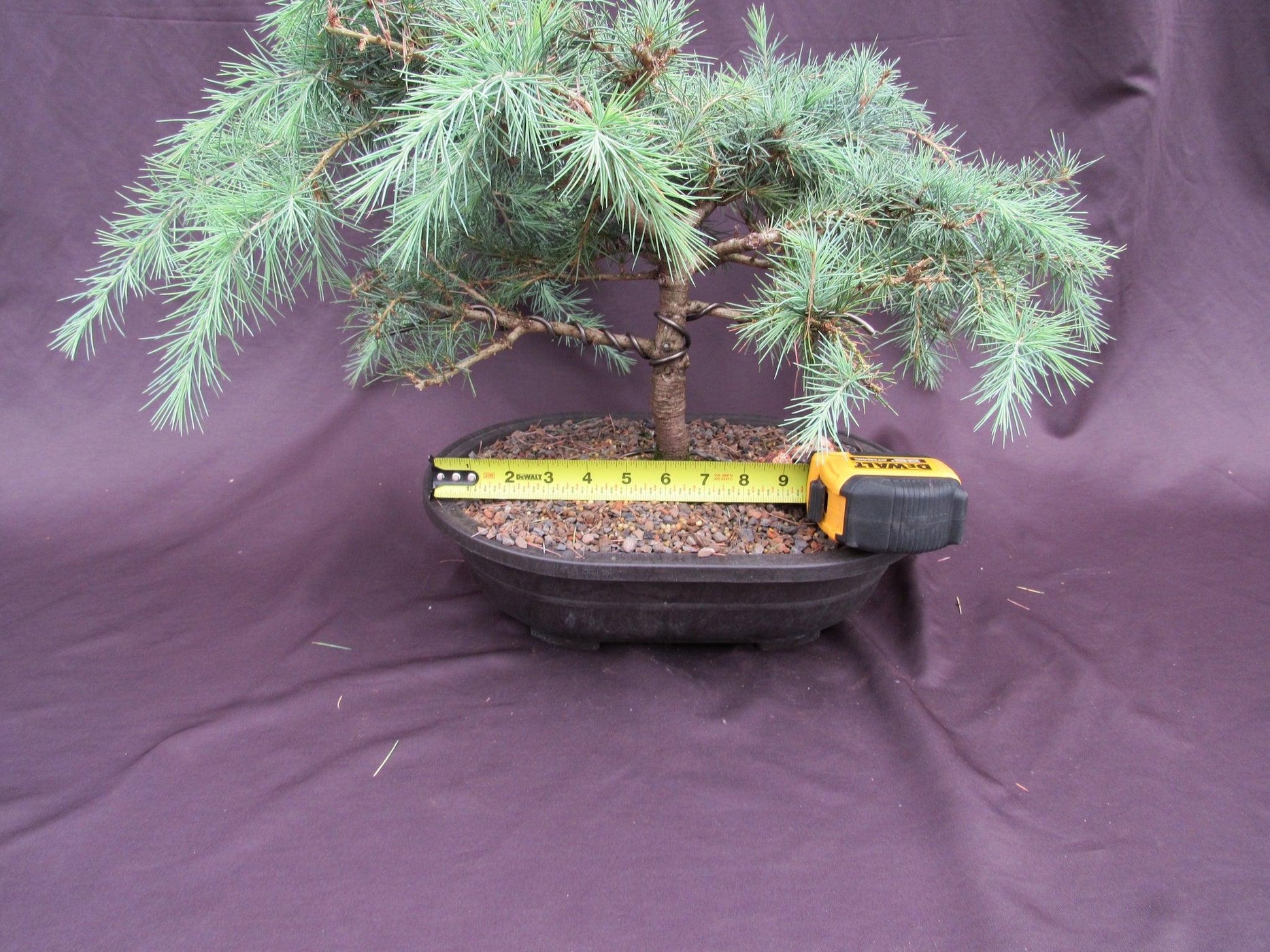 36 Year Old Himalayan Cedar Formal Upright Specimen Bonsai Tree