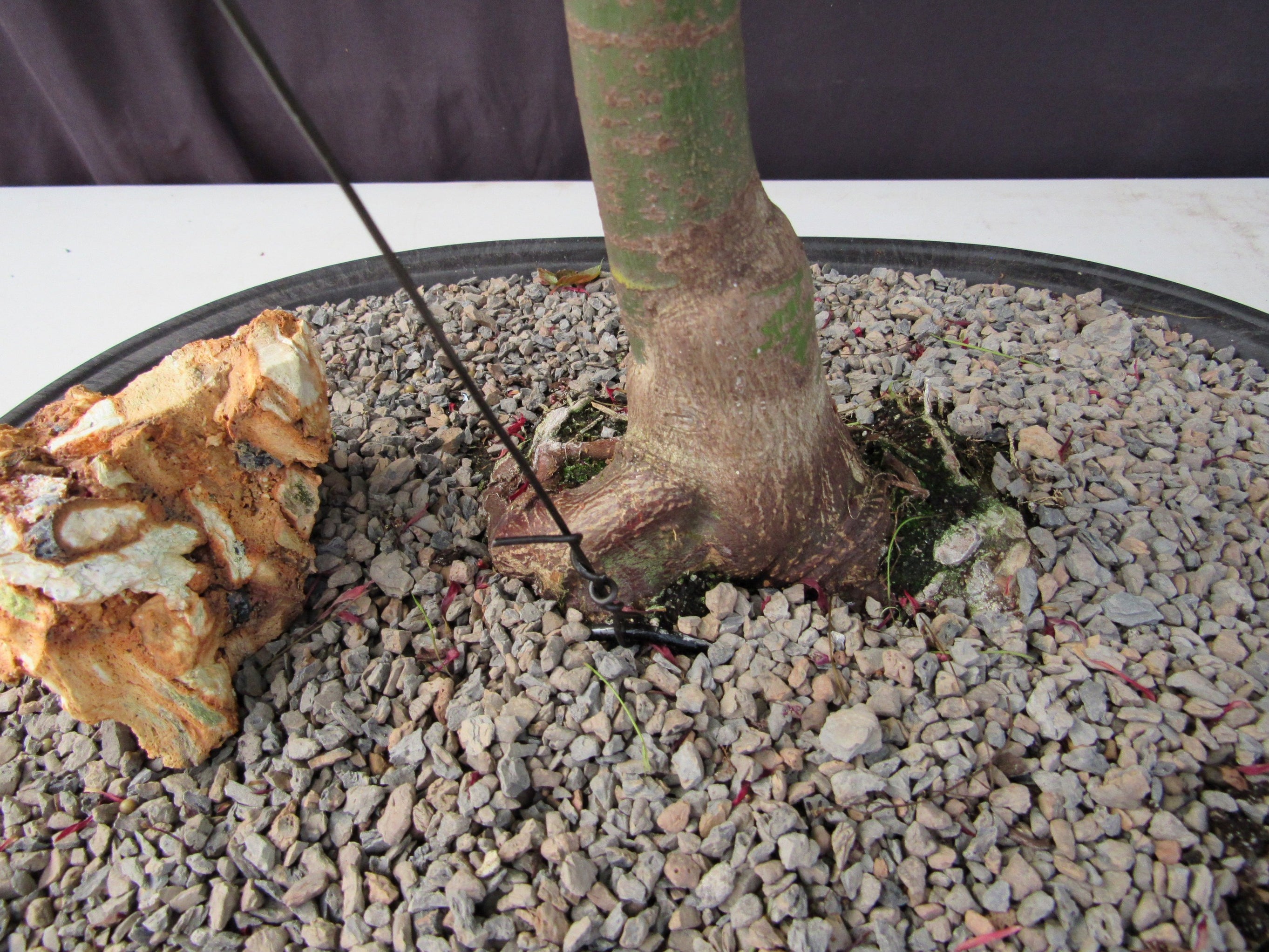 36 Year Old Shindeshojo Japanese Maple Specimen Bonsai Tree