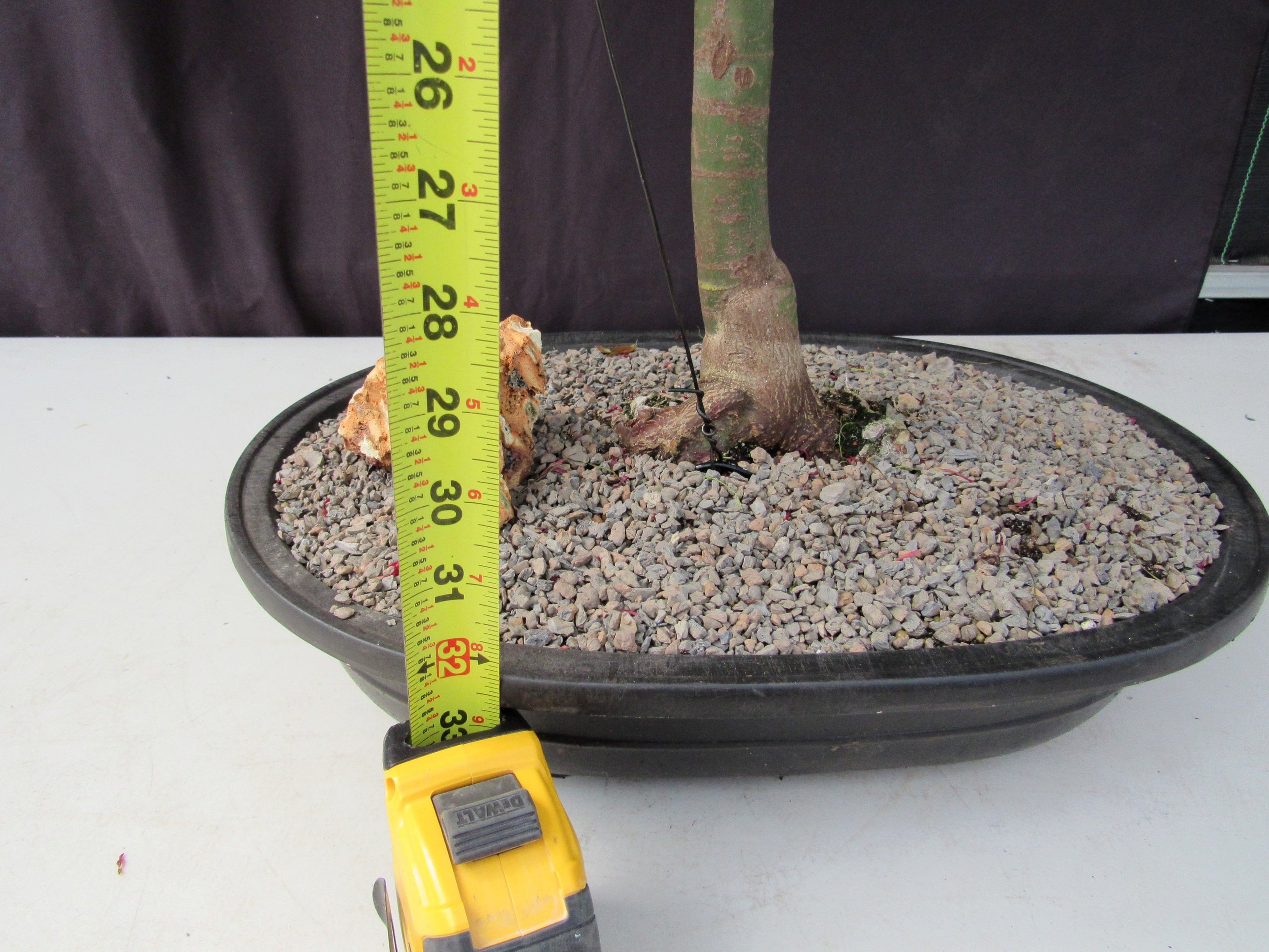 36 Year Old Shindeshojo Japanese Maple Specimen Bonsai Tree