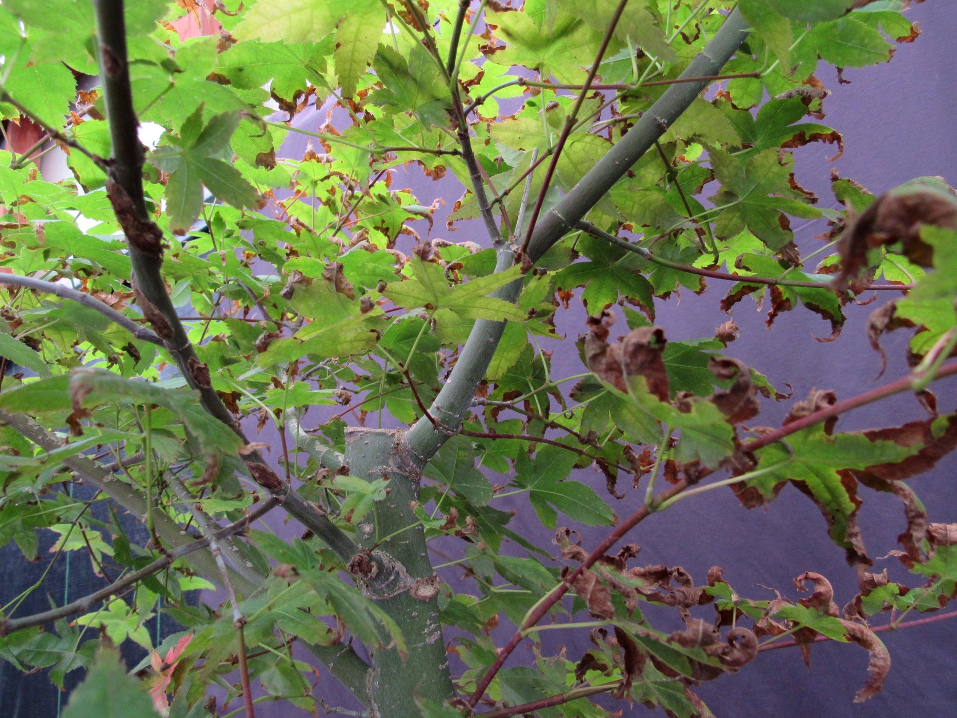 39 Year Old Shindeshojo Japanese Maple Specimen Bonsai Tree