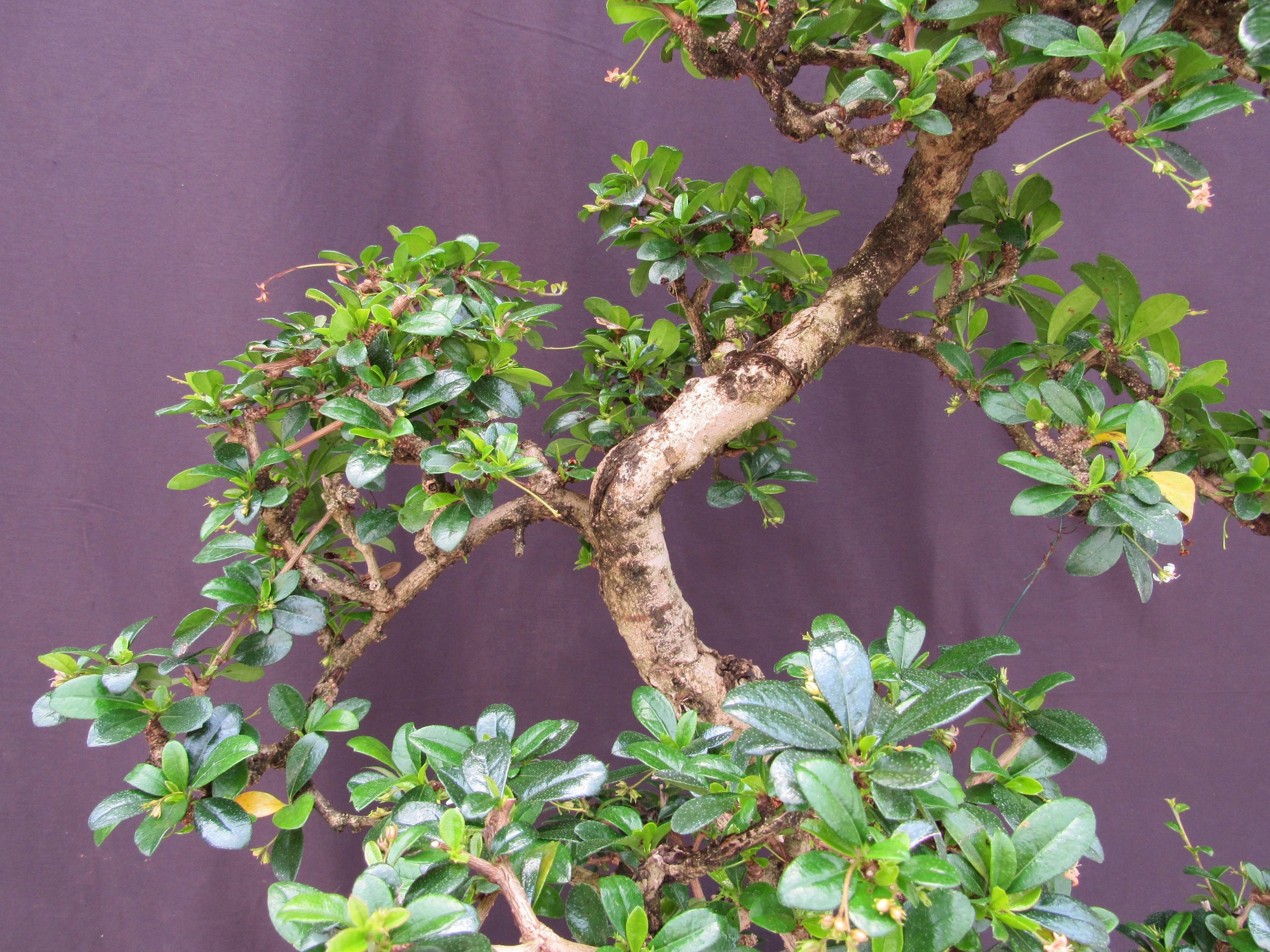 41 Year Old Flowering Fukien Tea Specimen Bonsai Tree