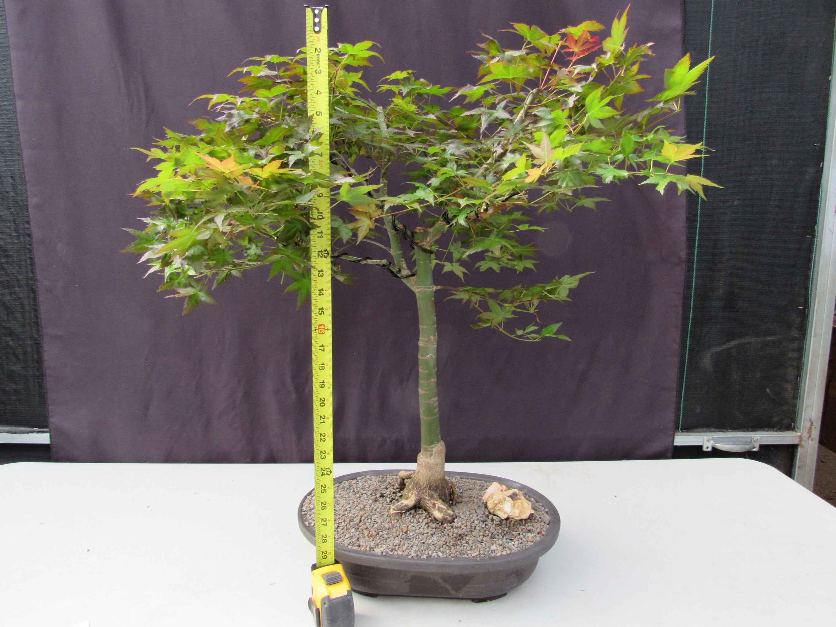 41 Year Old Shindeshojo Japanese Maple Specimen Bonsai Tree