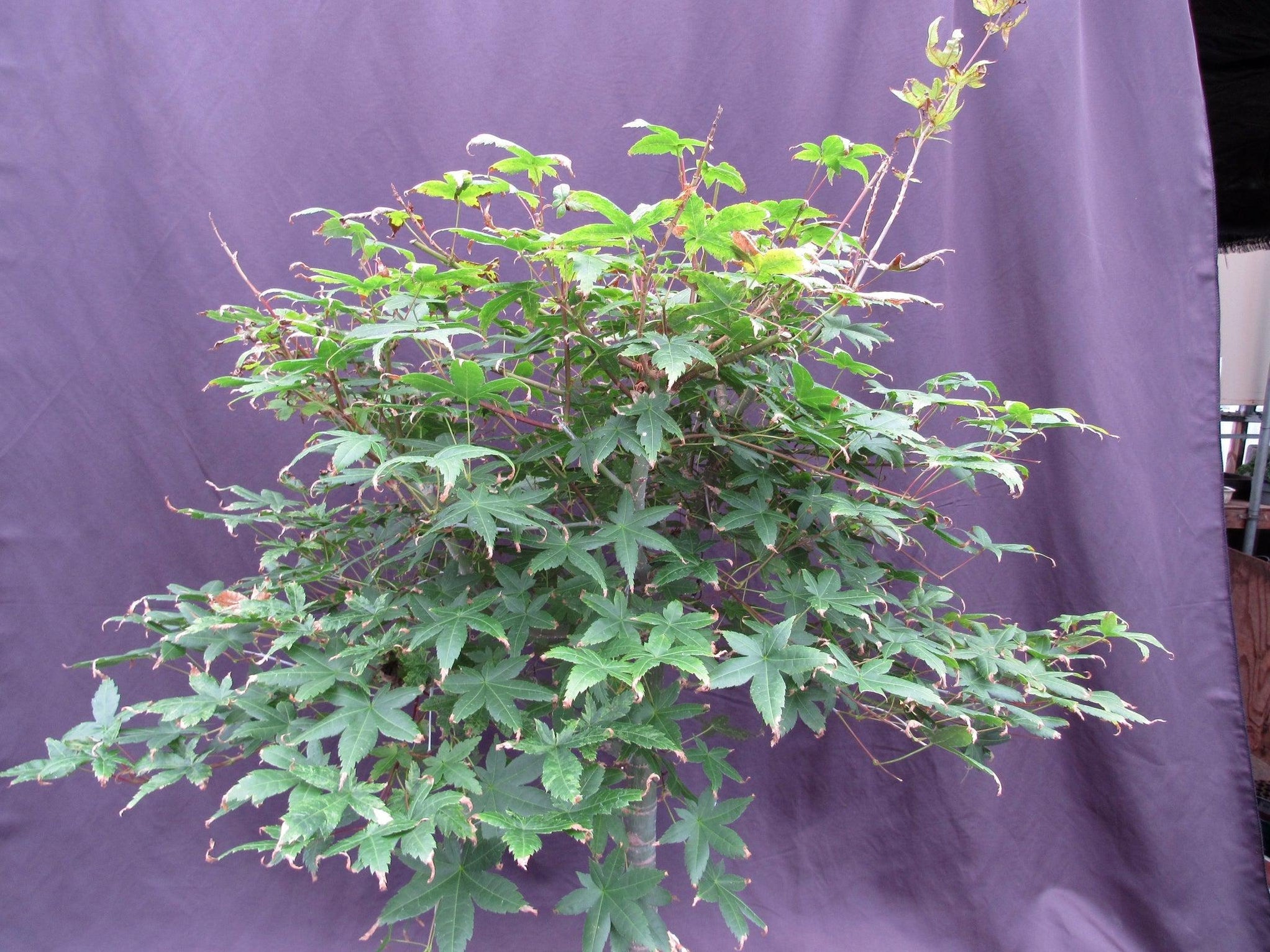 41 Year Old Shindeshojo Japanese Maple Specimen Bonsai Tree