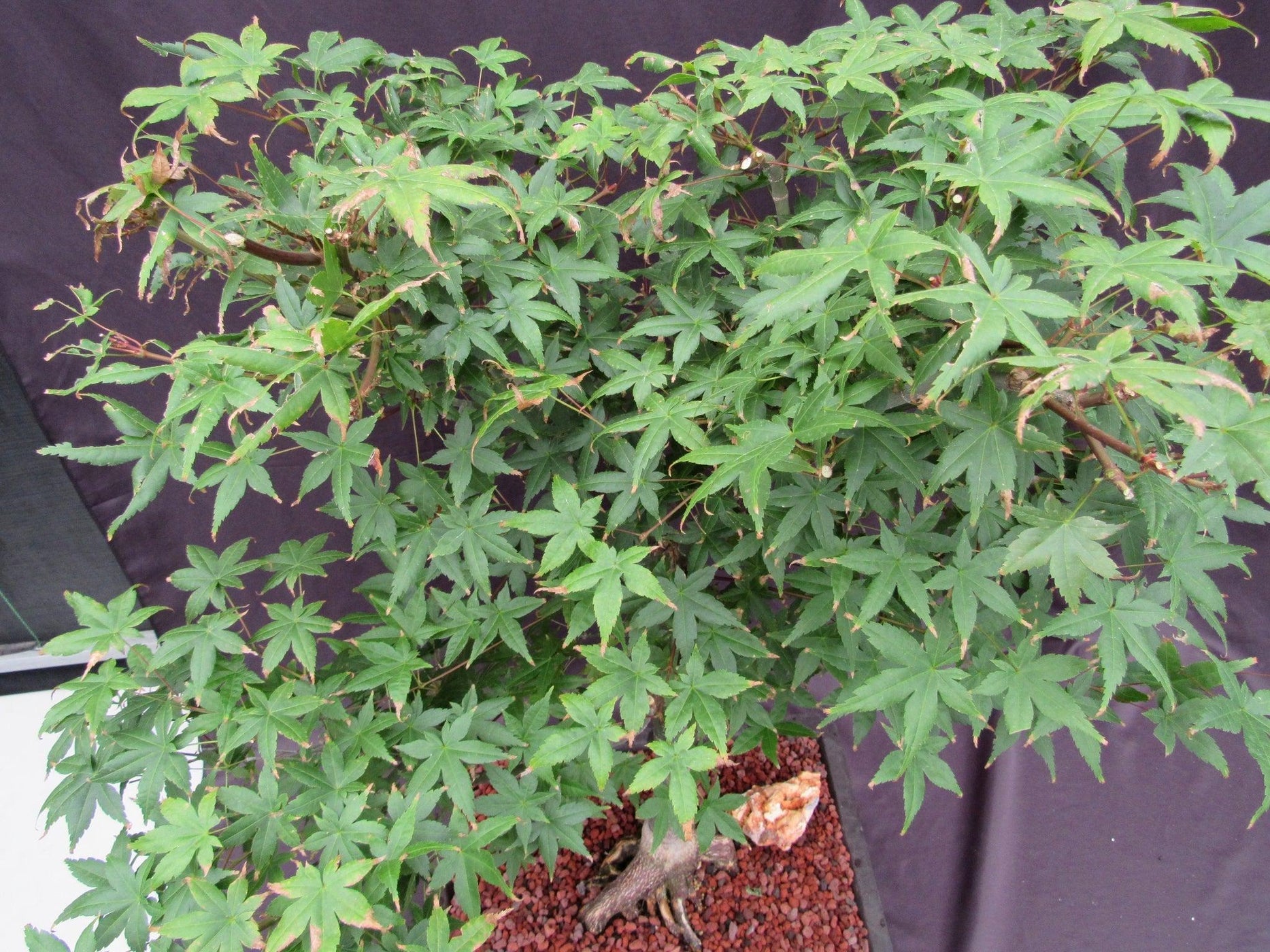 44 Year Old Shindeshojo Japanese Maple Specimen Bonsai Tree