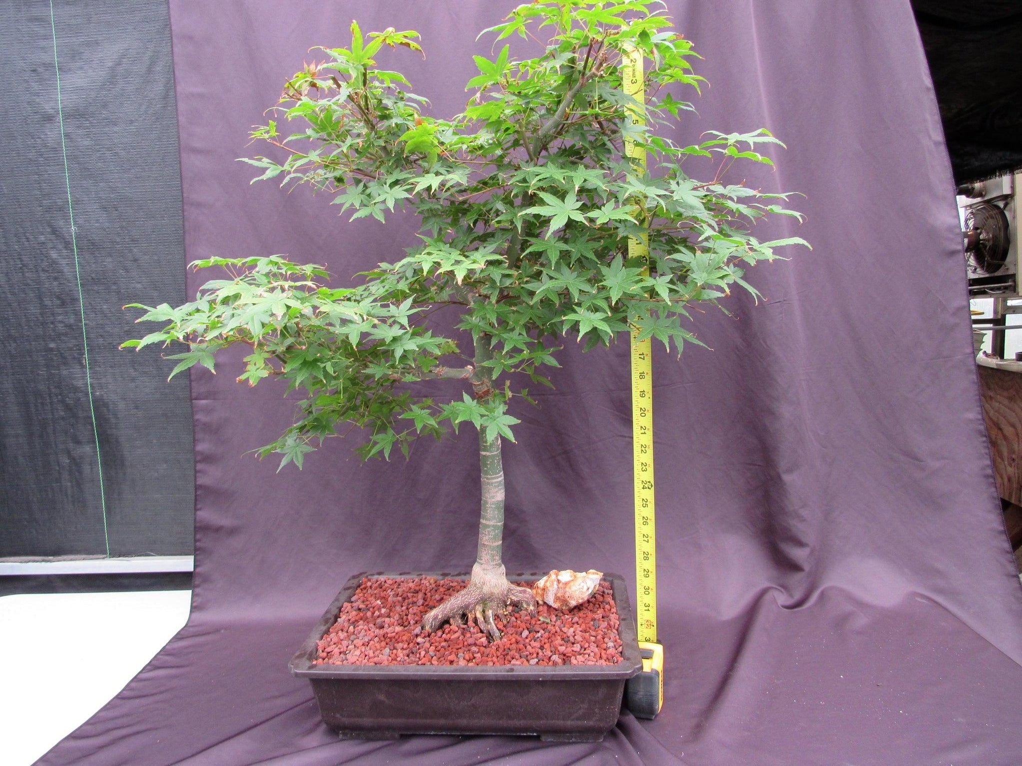 44 Year Old Shindeshojo Japanese Maple Specimen Bonsai Tree