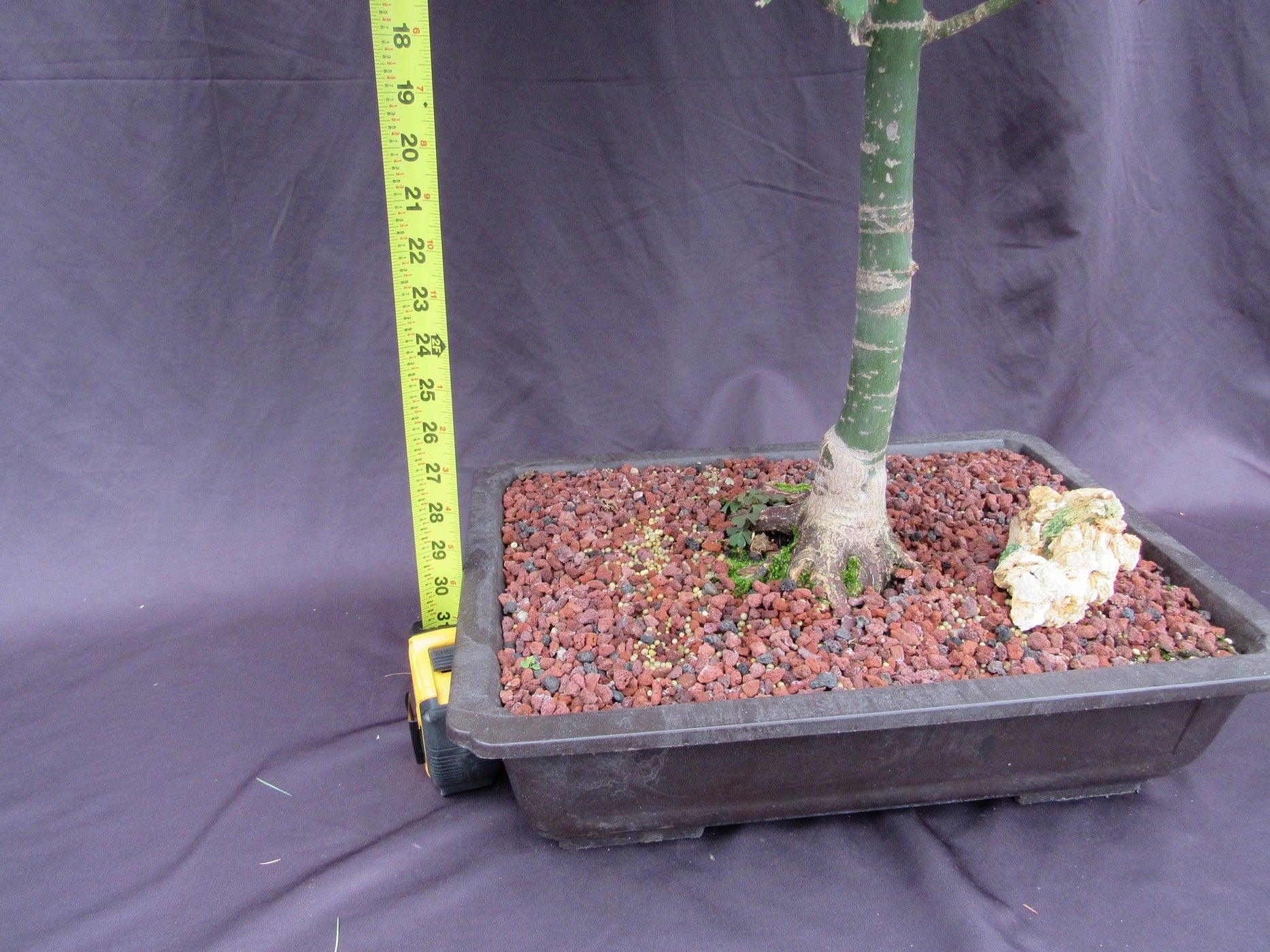 44 Year Old Shindeshojo Japanese Maple Specimen Bonsai Tree