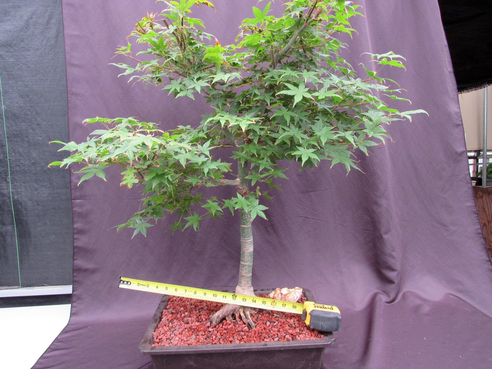 44 Year Old Shindeshojo Japanese Maple Specimen Bonsai Tree