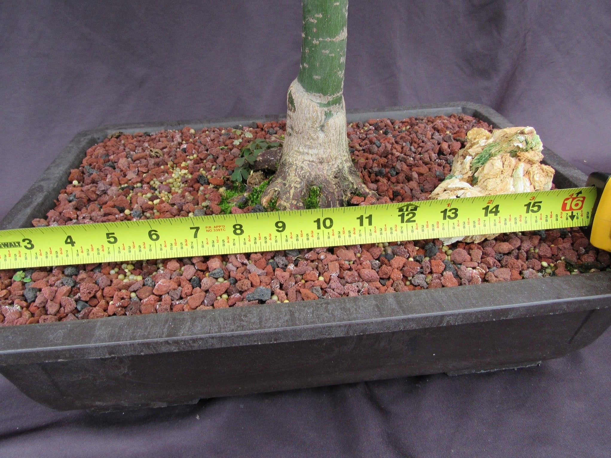44 Year Old Shindeshojo Japanese Maple Specimen Bonsai Tree