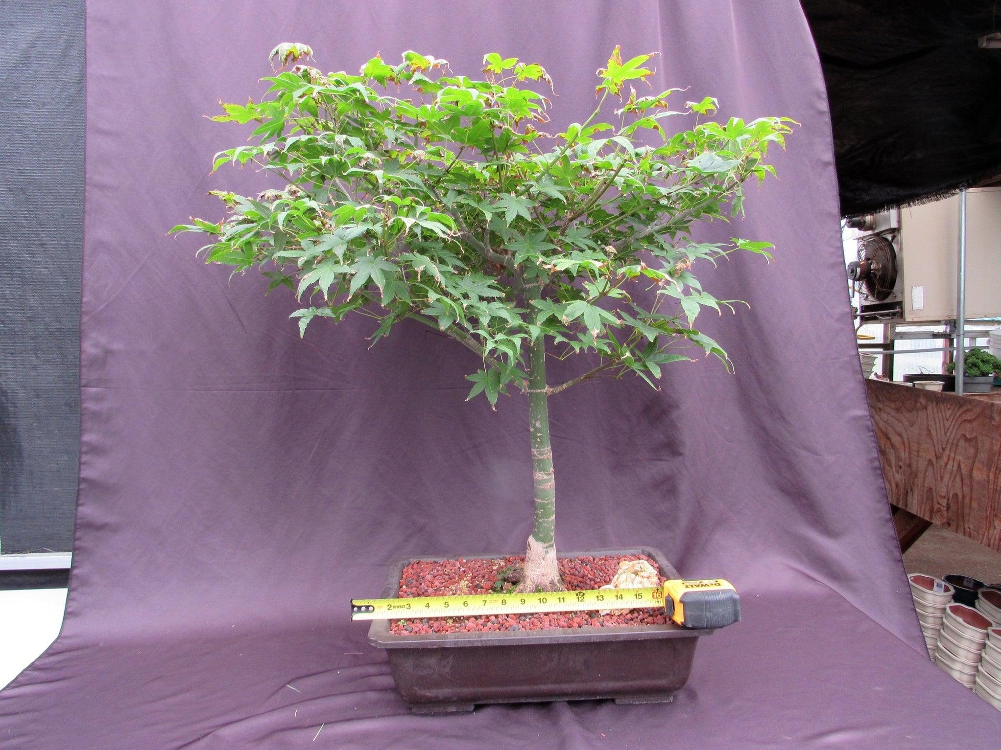 44 Year Old Shindeshojo Japanese Maple Specimen Bonsai Tree