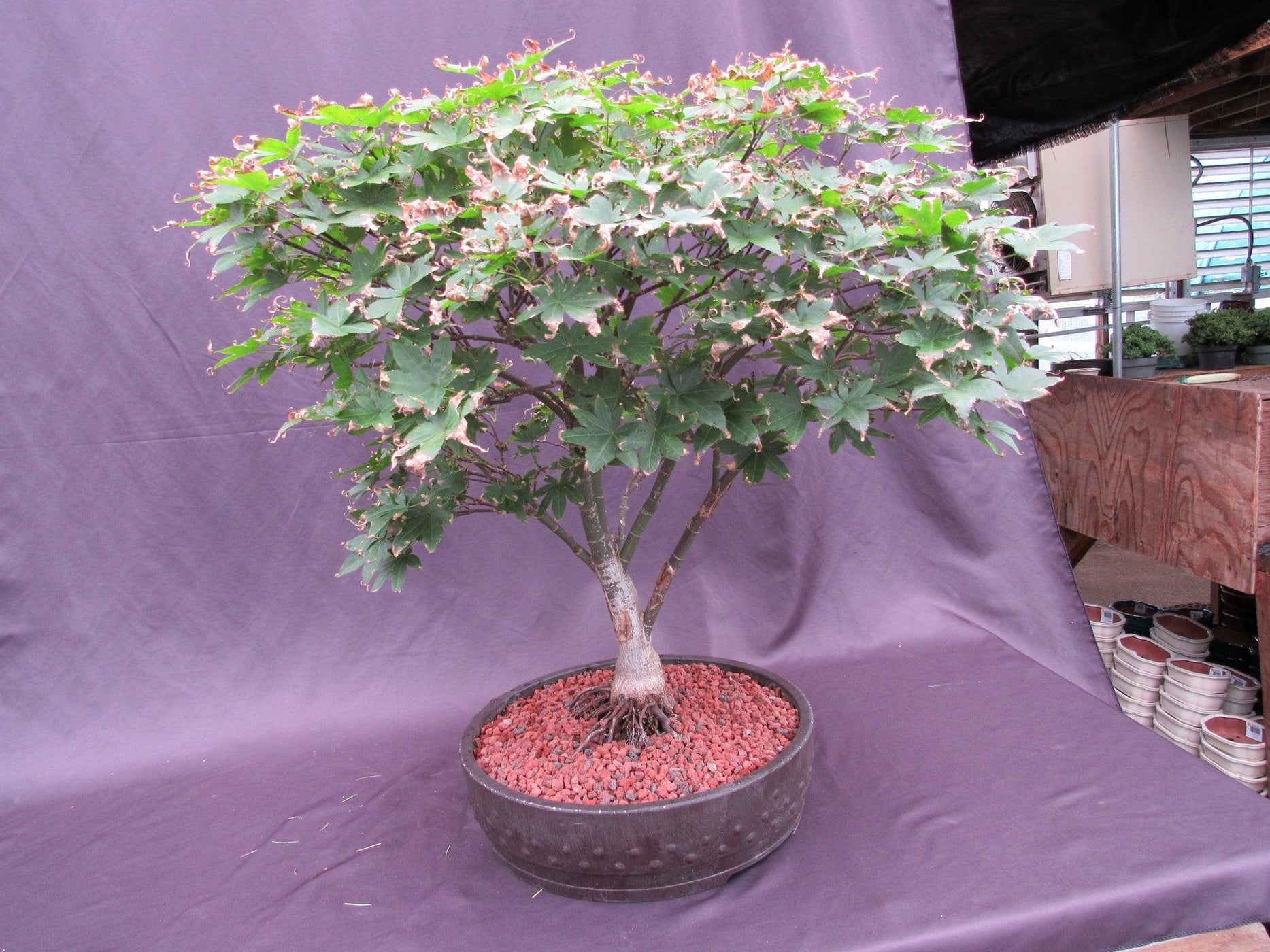 45 Year Old Rhode Island Red Japanese Maple Bonsai Tree