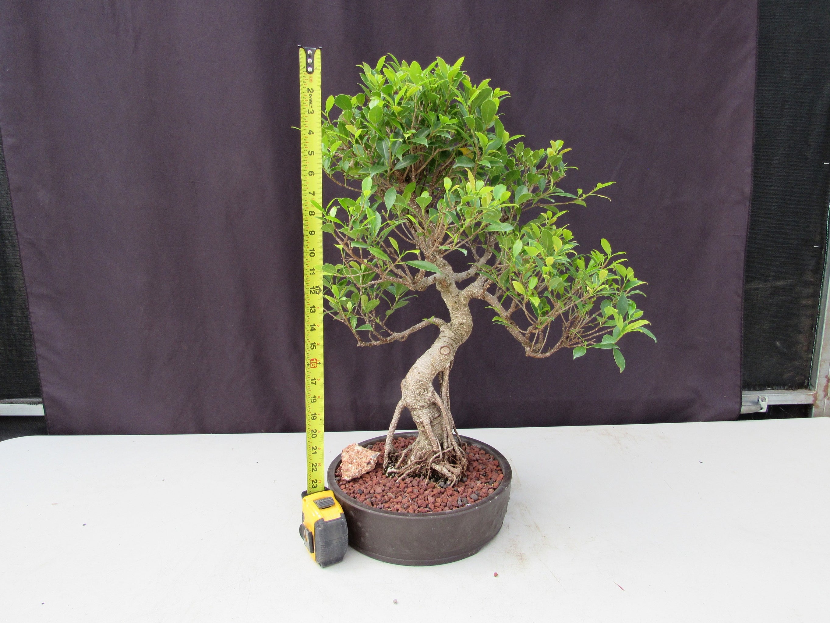 51 Year Ficus Retusa Specimen Curved Trunk Bonsai Tree